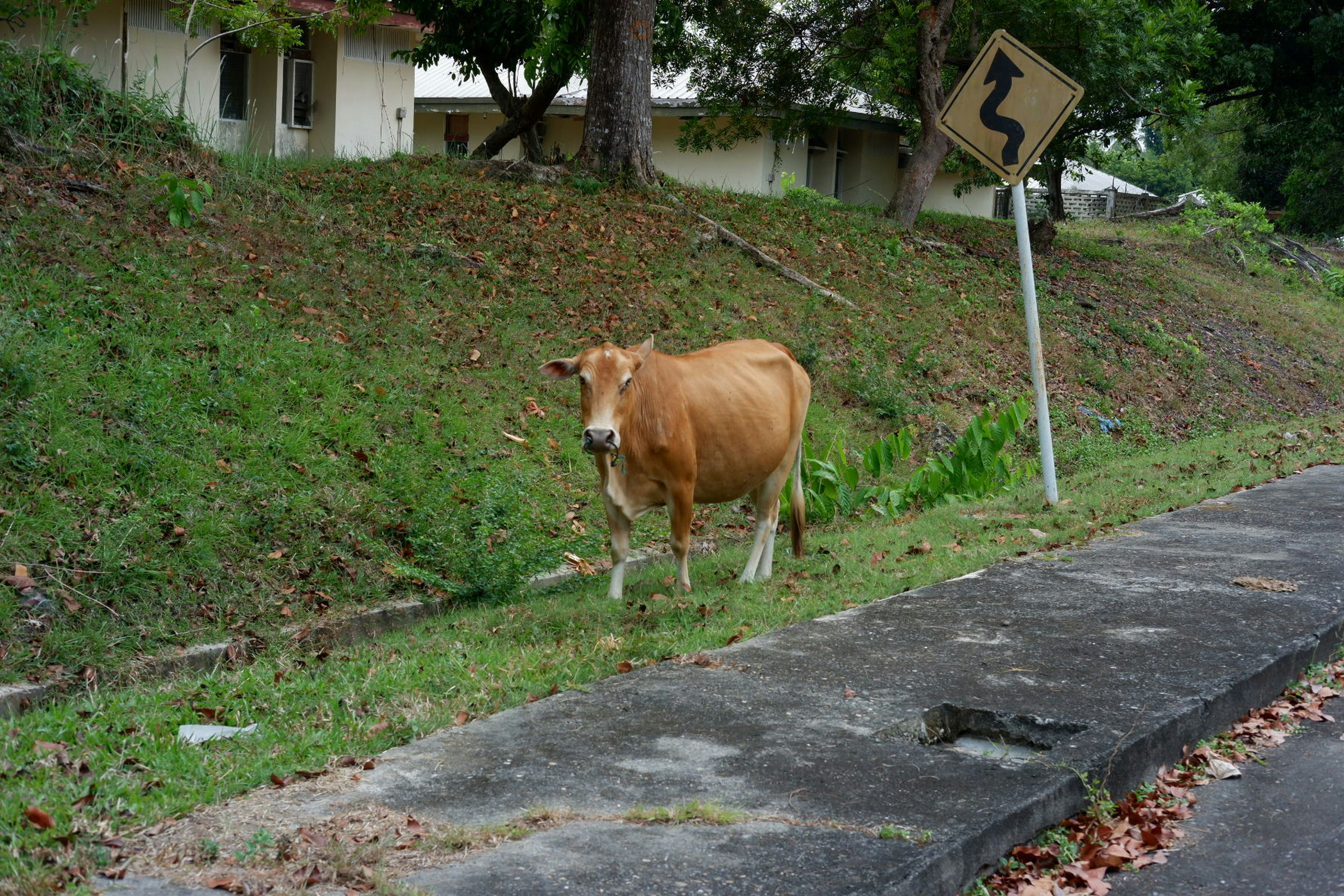 Brown cow standing on the grassy edge beside a cracked road, with a curving road sign in the background under a leafy embankment.