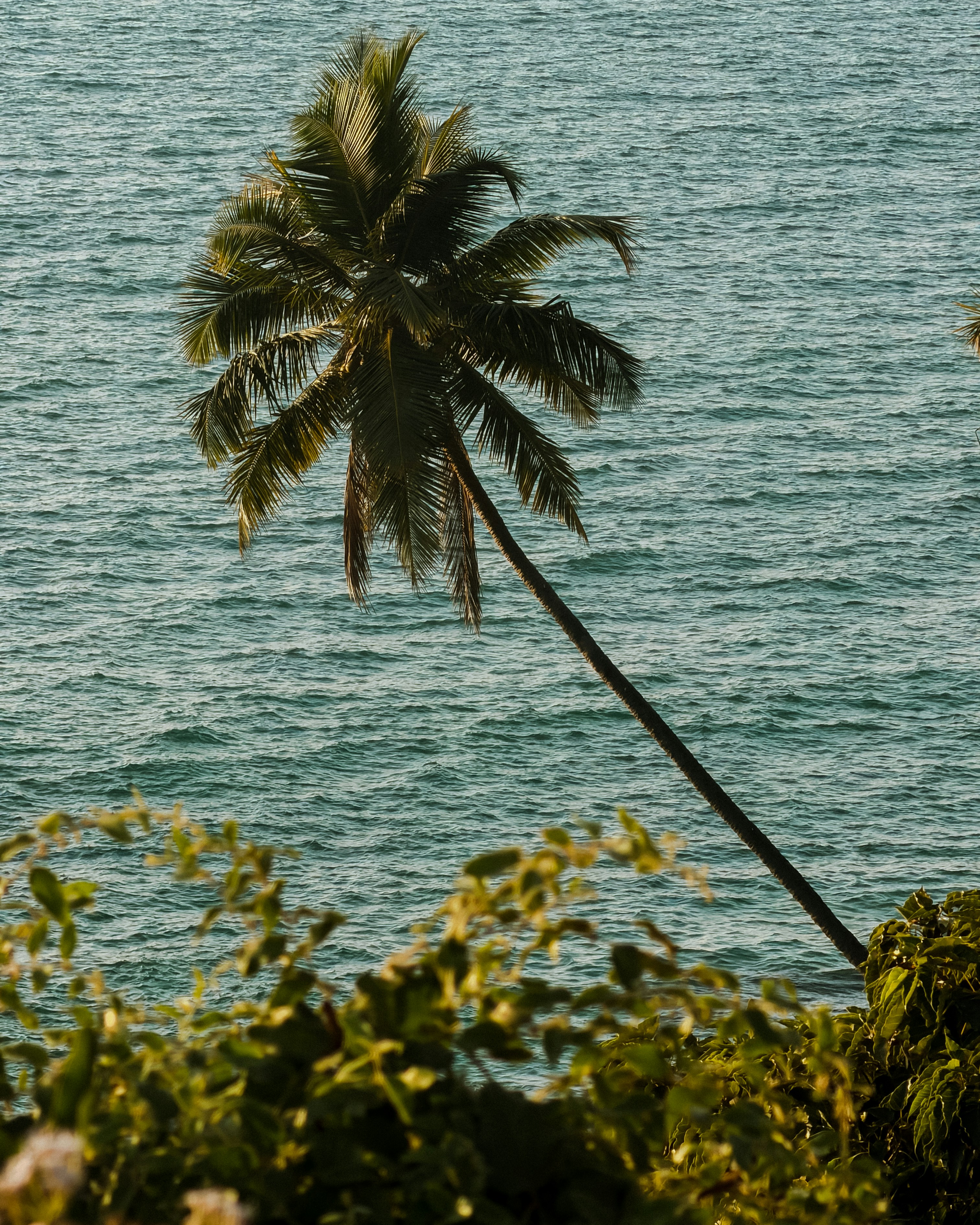 Leaned Palm Over Coral Sea: A Quiet Horizon