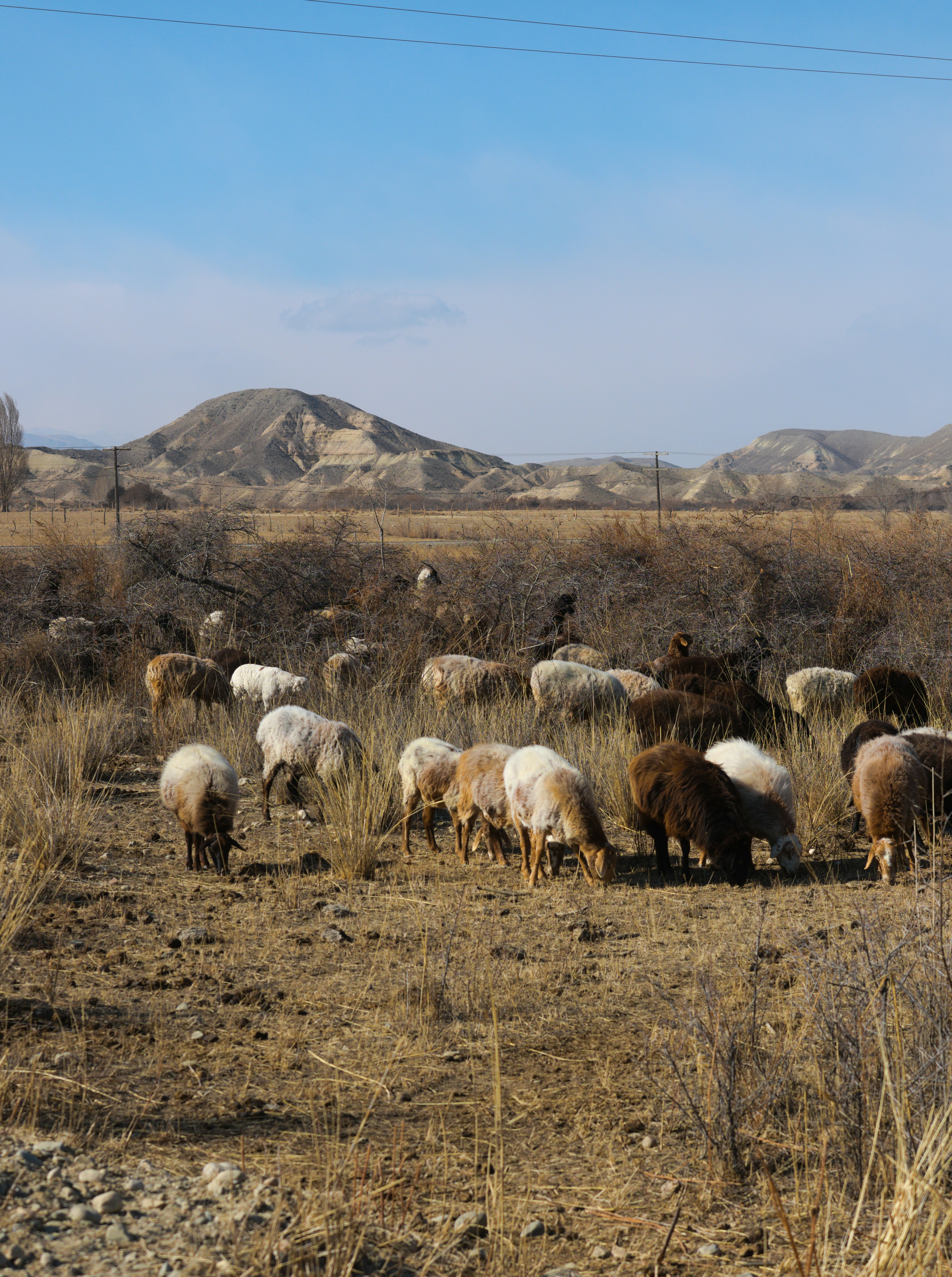 Herd of Sheep at Distant Mesa under Open Sky