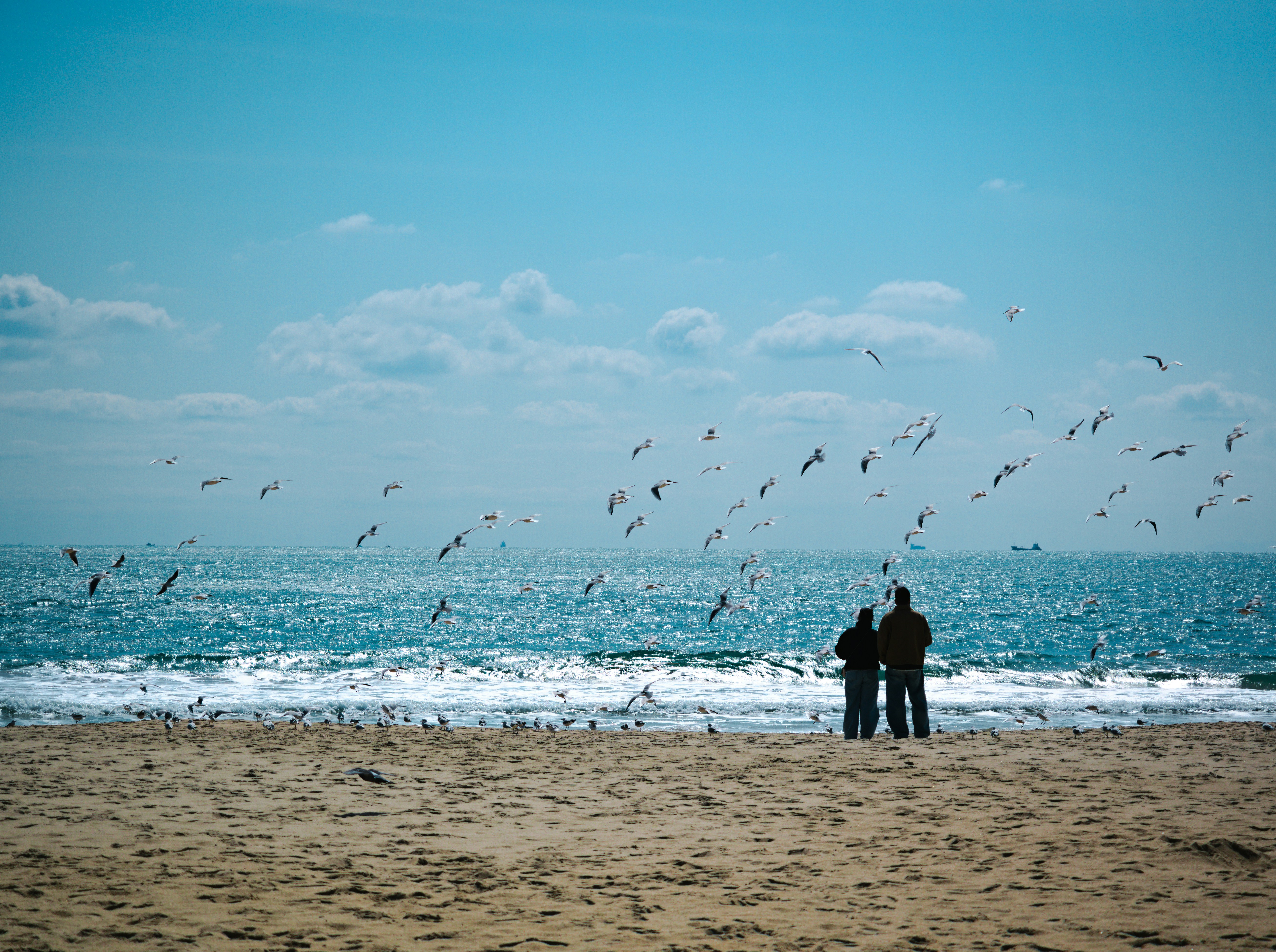 Two silhouettes on the shore as a flock of gulls glides over a blue bay