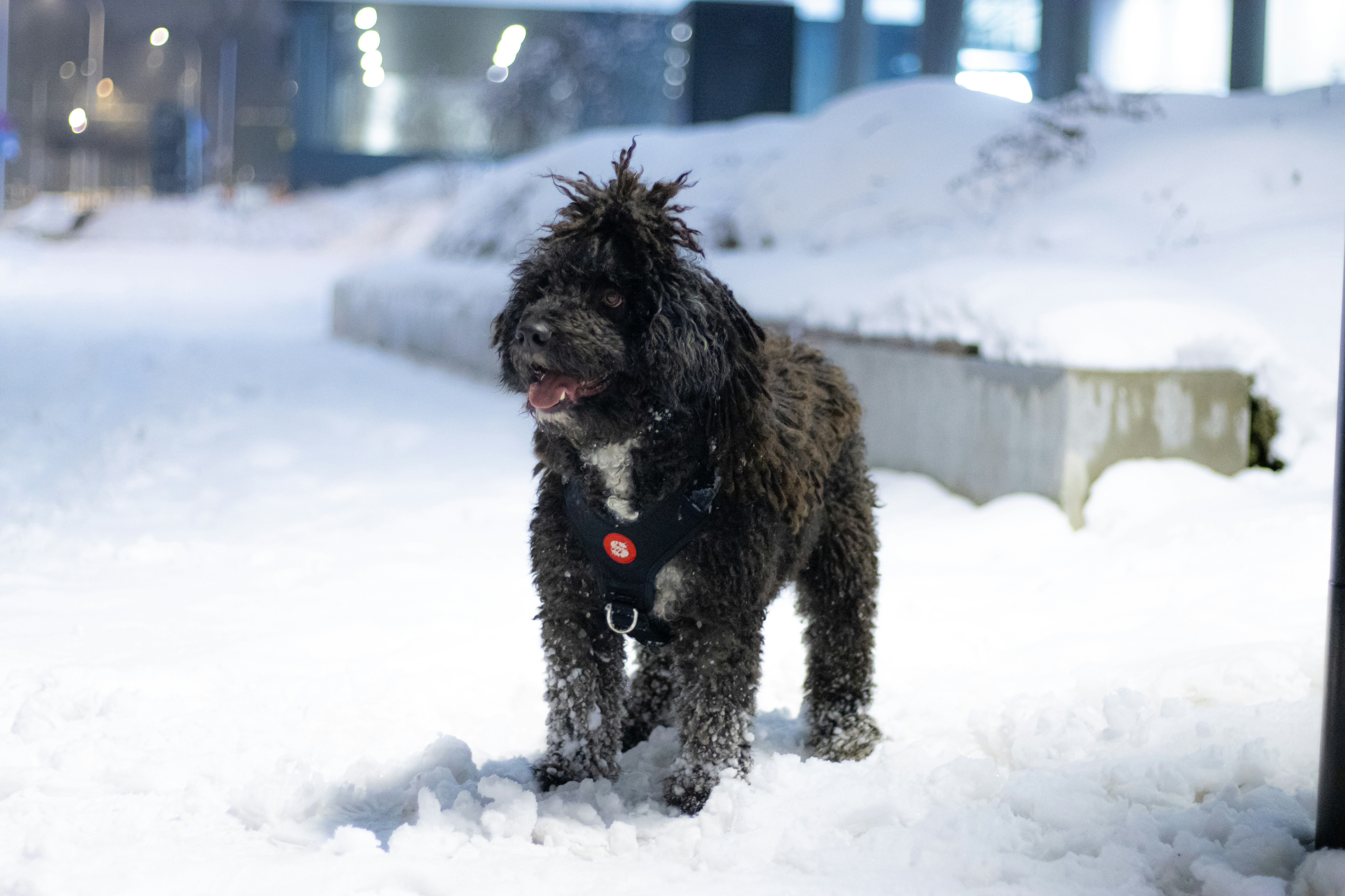 A scruffy black dog stands in deep snow under urban lighting, wearing a red tag as snow clings to its fur; the scene captures a candid moment of exploration in a winter setting.