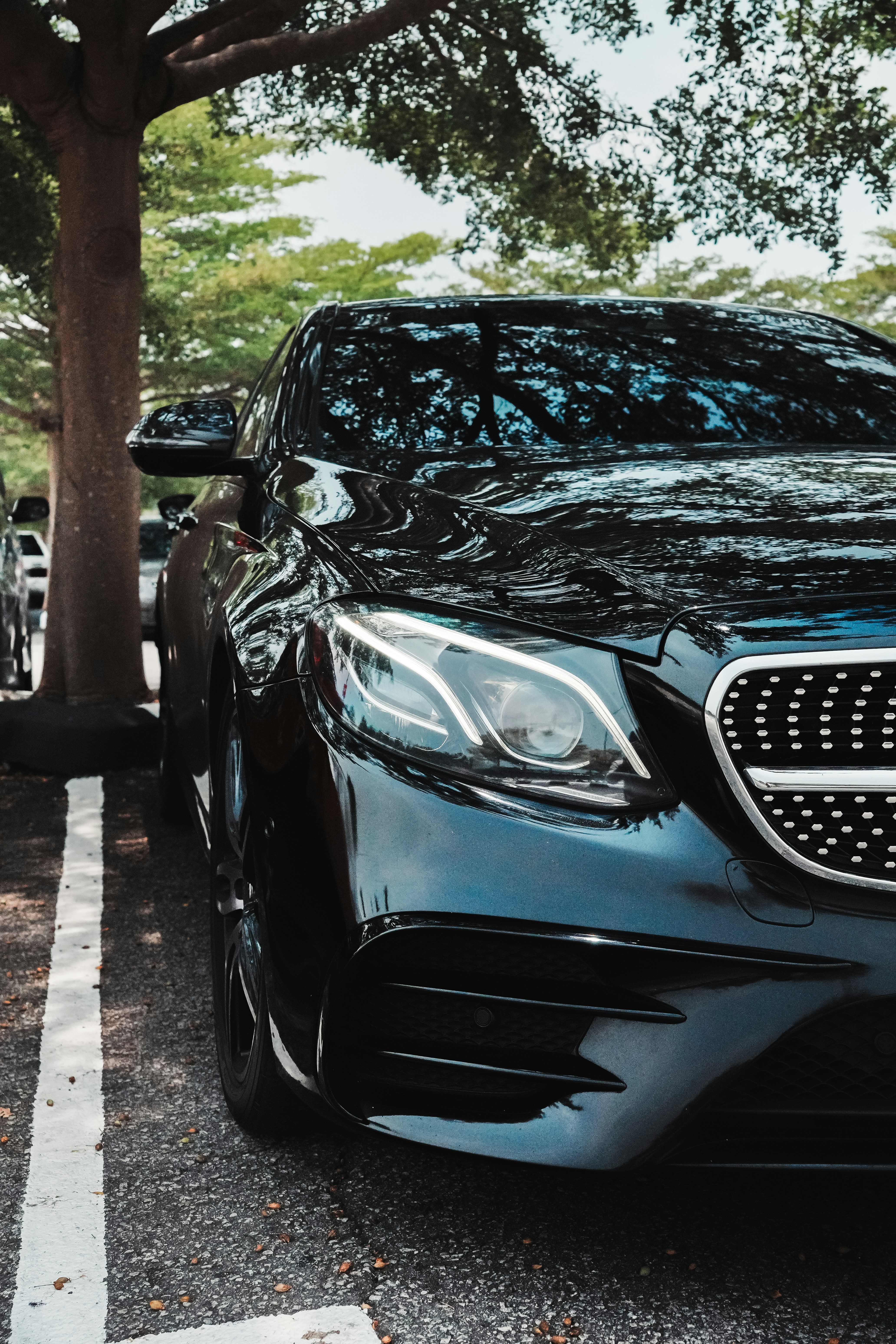 Shiny Paradigm: Front-Quarter Glimpse of a Silent Black Stallion