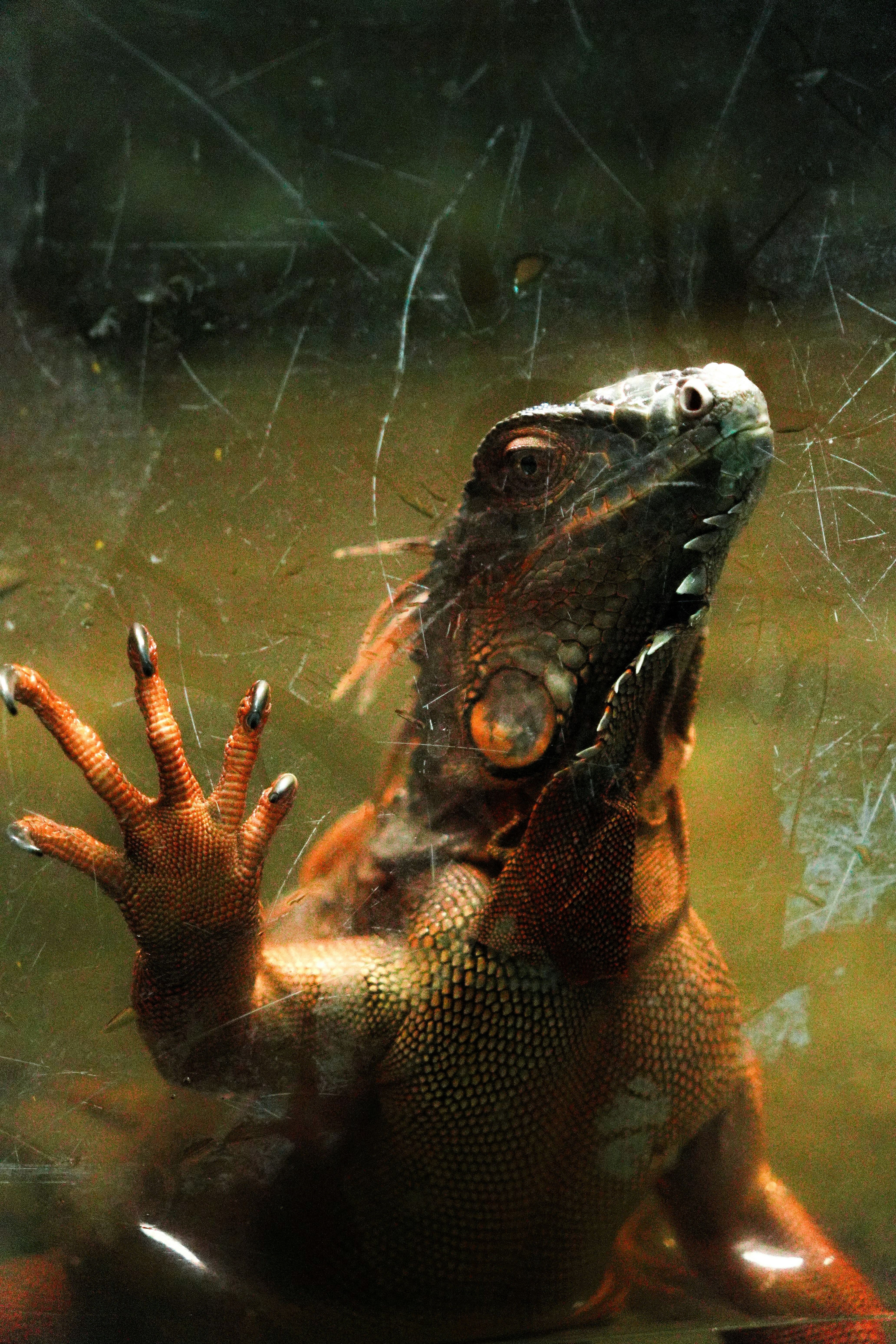 Emergent Gaze: A Horned Lizard Reaches Toward the Glass