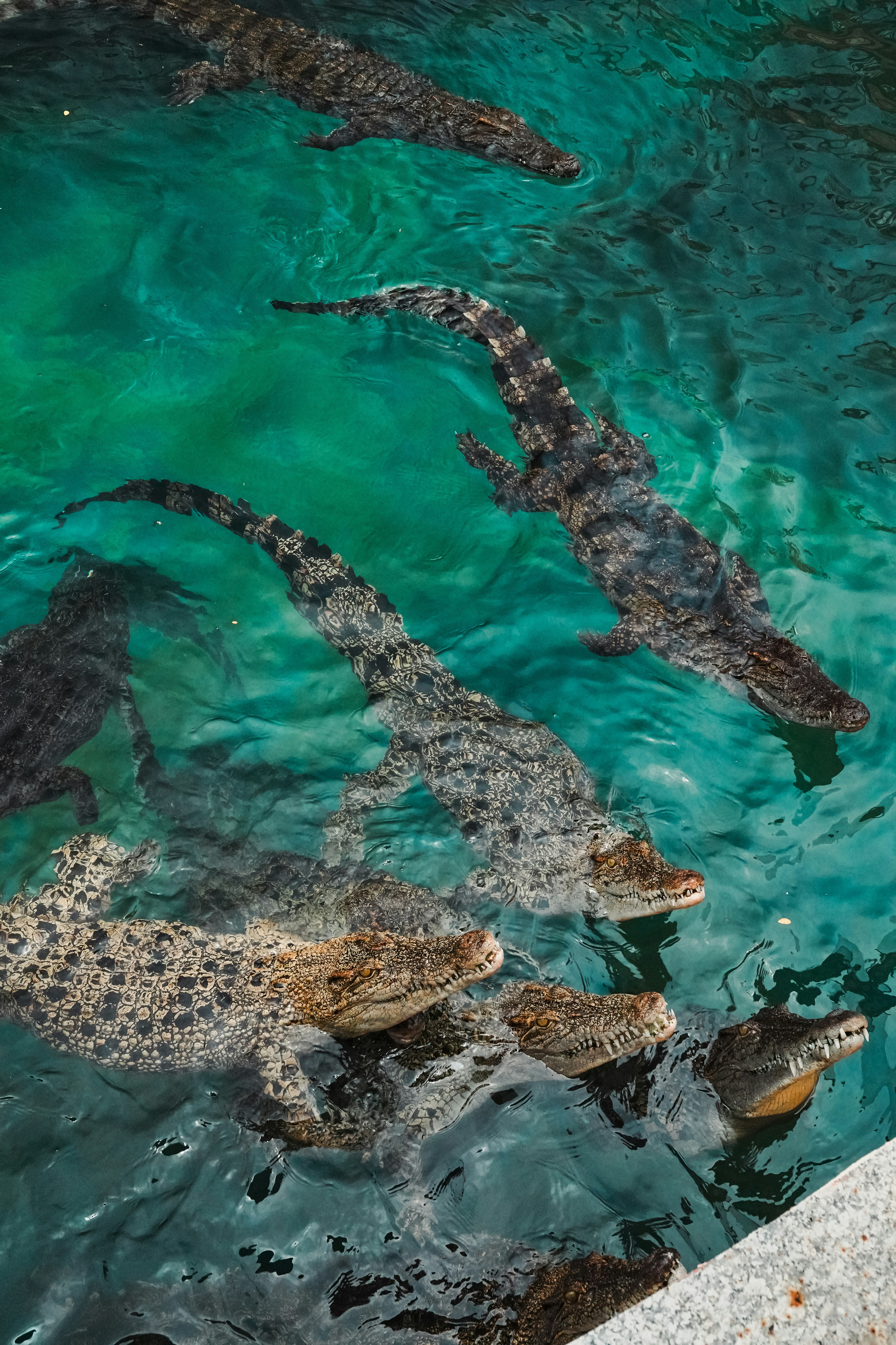Crocodile Choir at the Teal Depths
