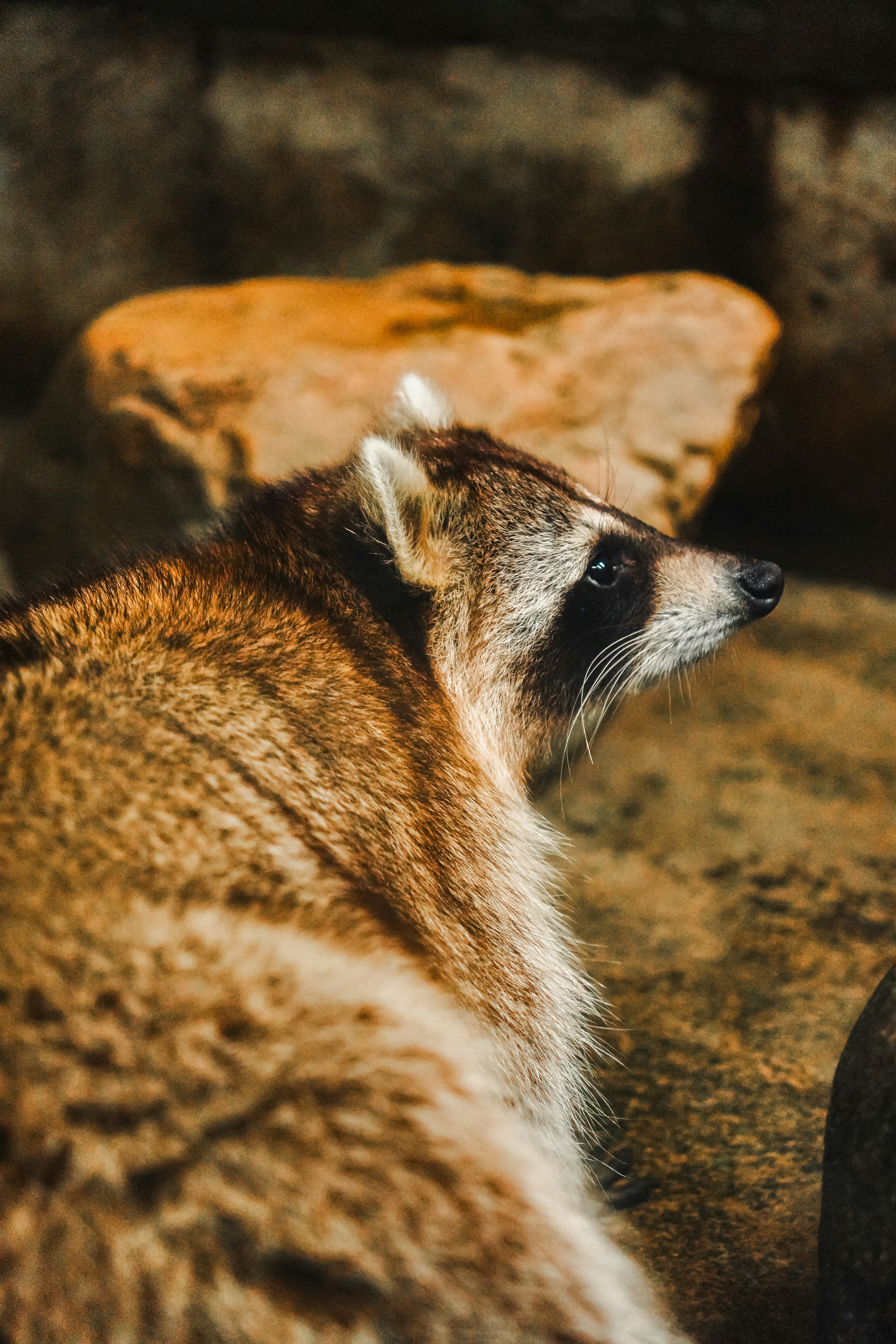 Raccoon at the Quarry Edge: A Quiet Portrait