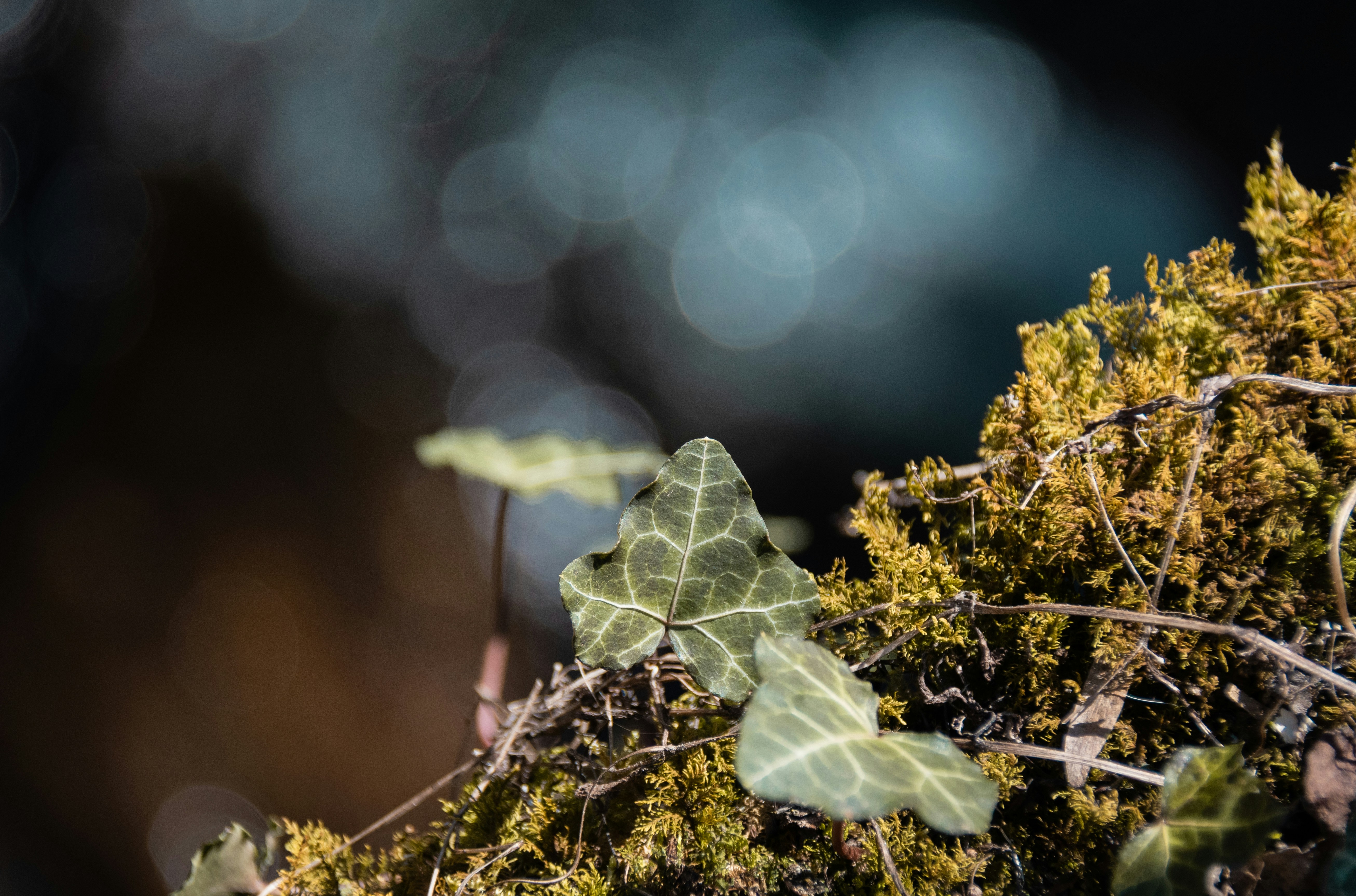 Ivy Crest Against the Twilight Blur