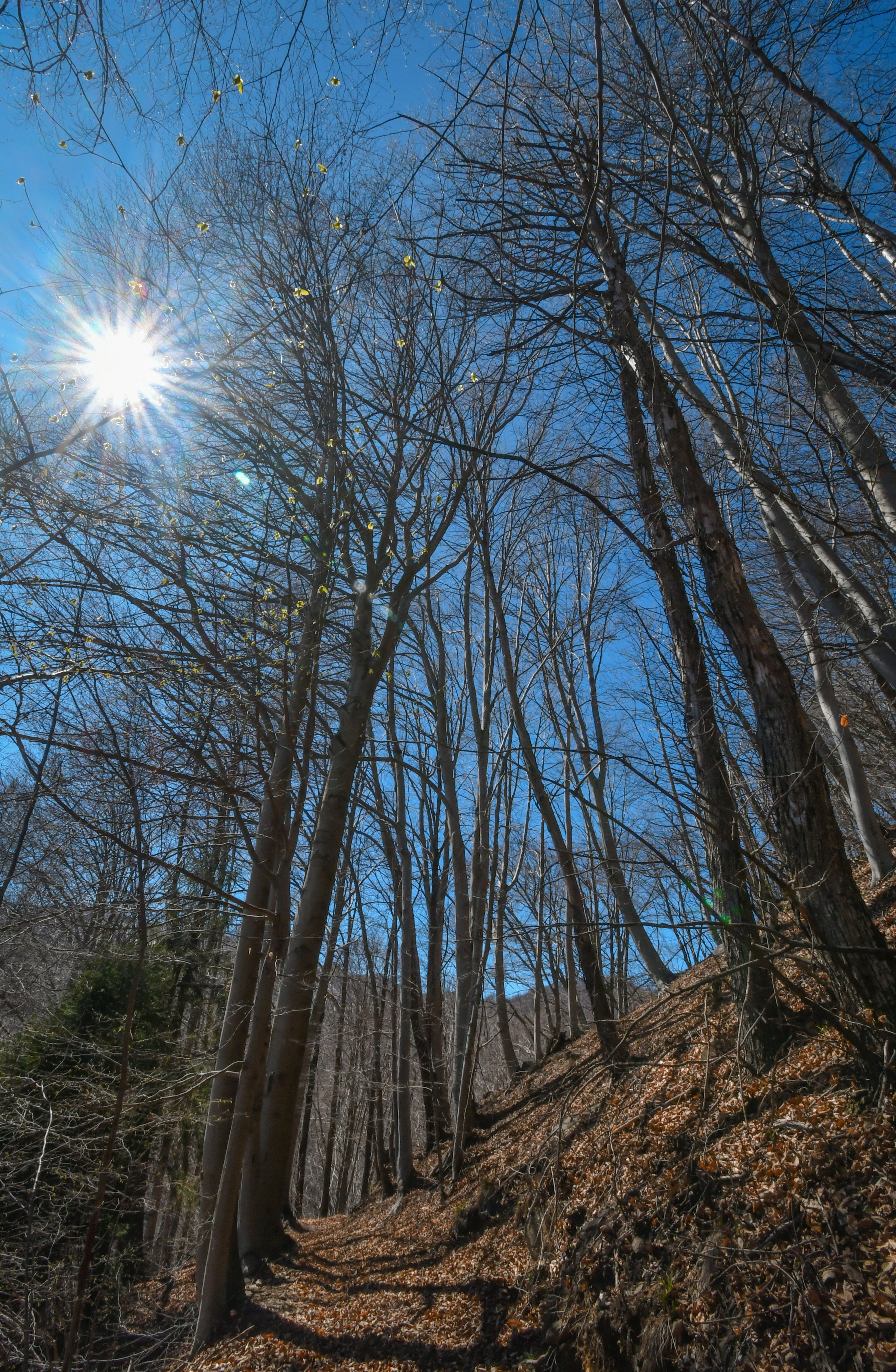 Sunlit Trail Through Sparse Winter Forest