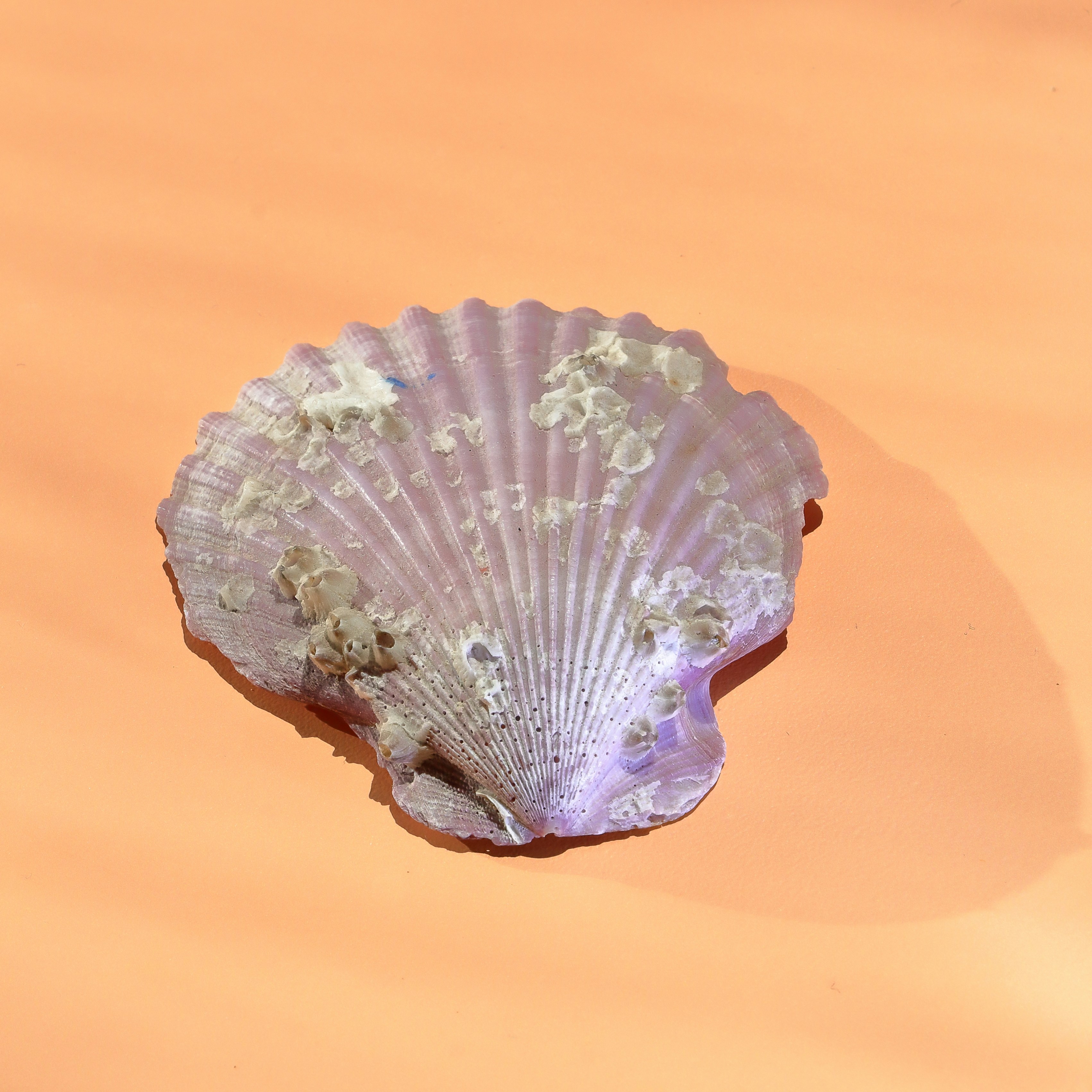 Pastel Shell on a Peach-Toned Surface