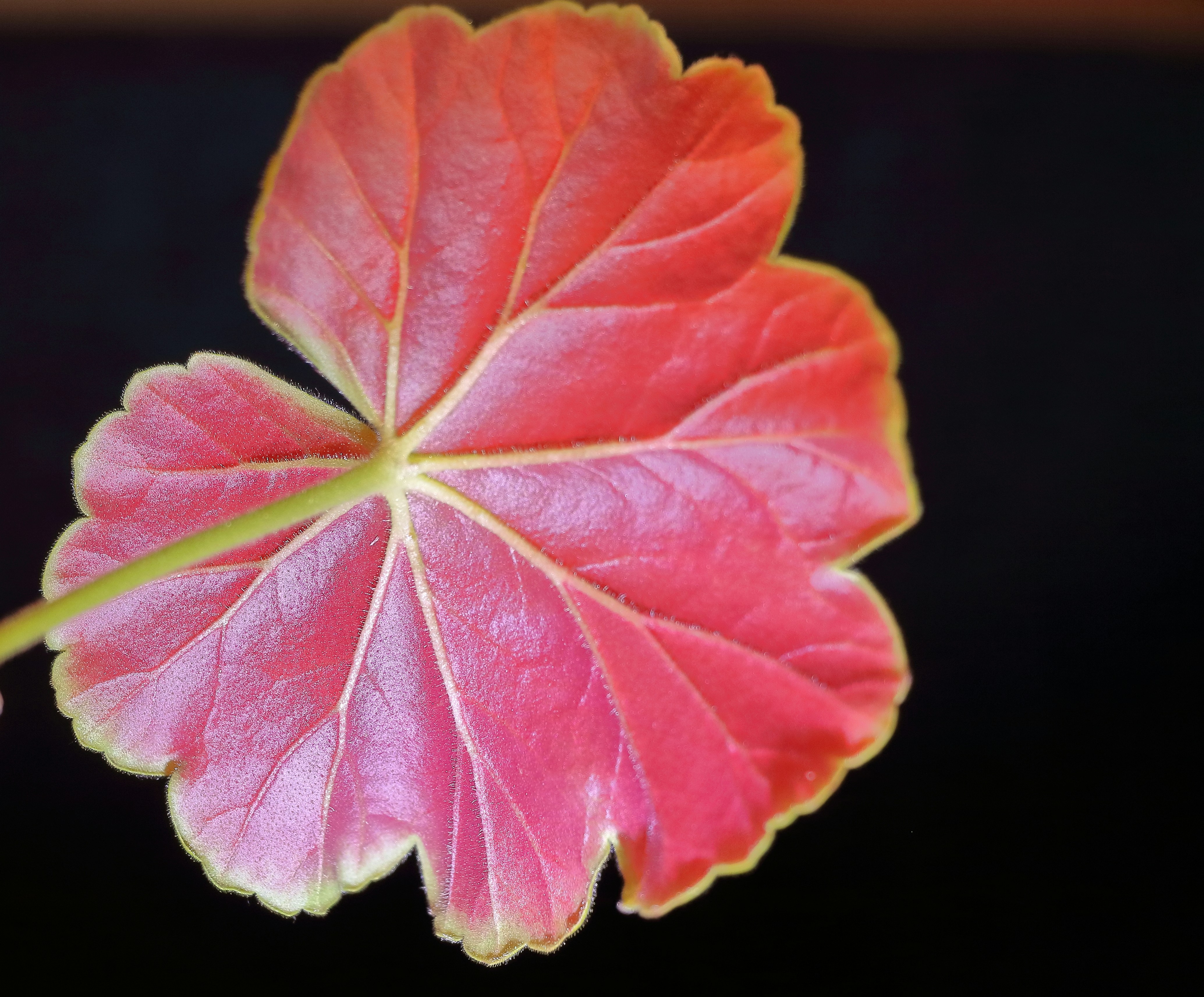 Crimson Vein: A Close-Up of a Delicate Leaf on Velvet Darkness
