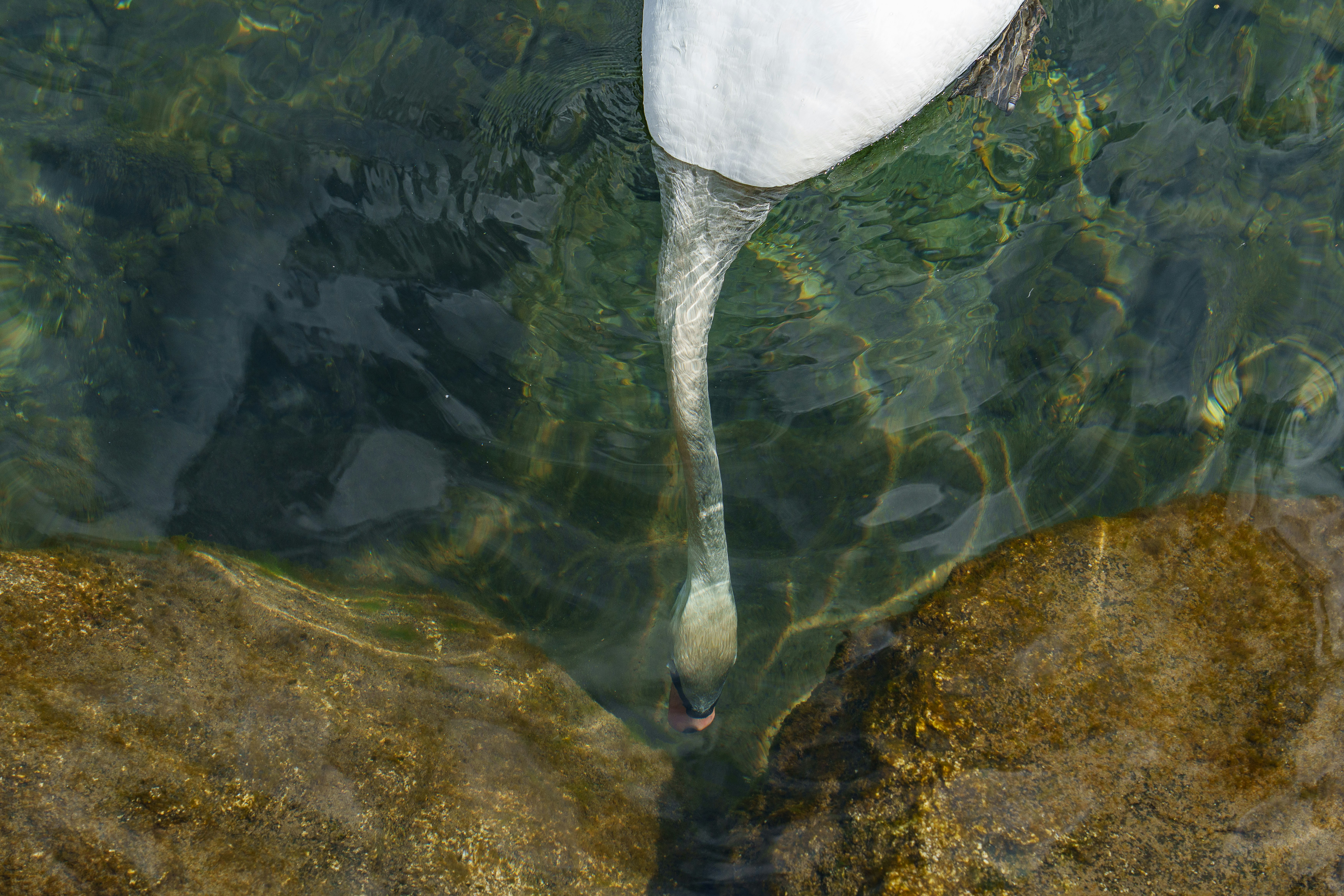 Feeding Line: A Heron’s Reach Above Reef Light