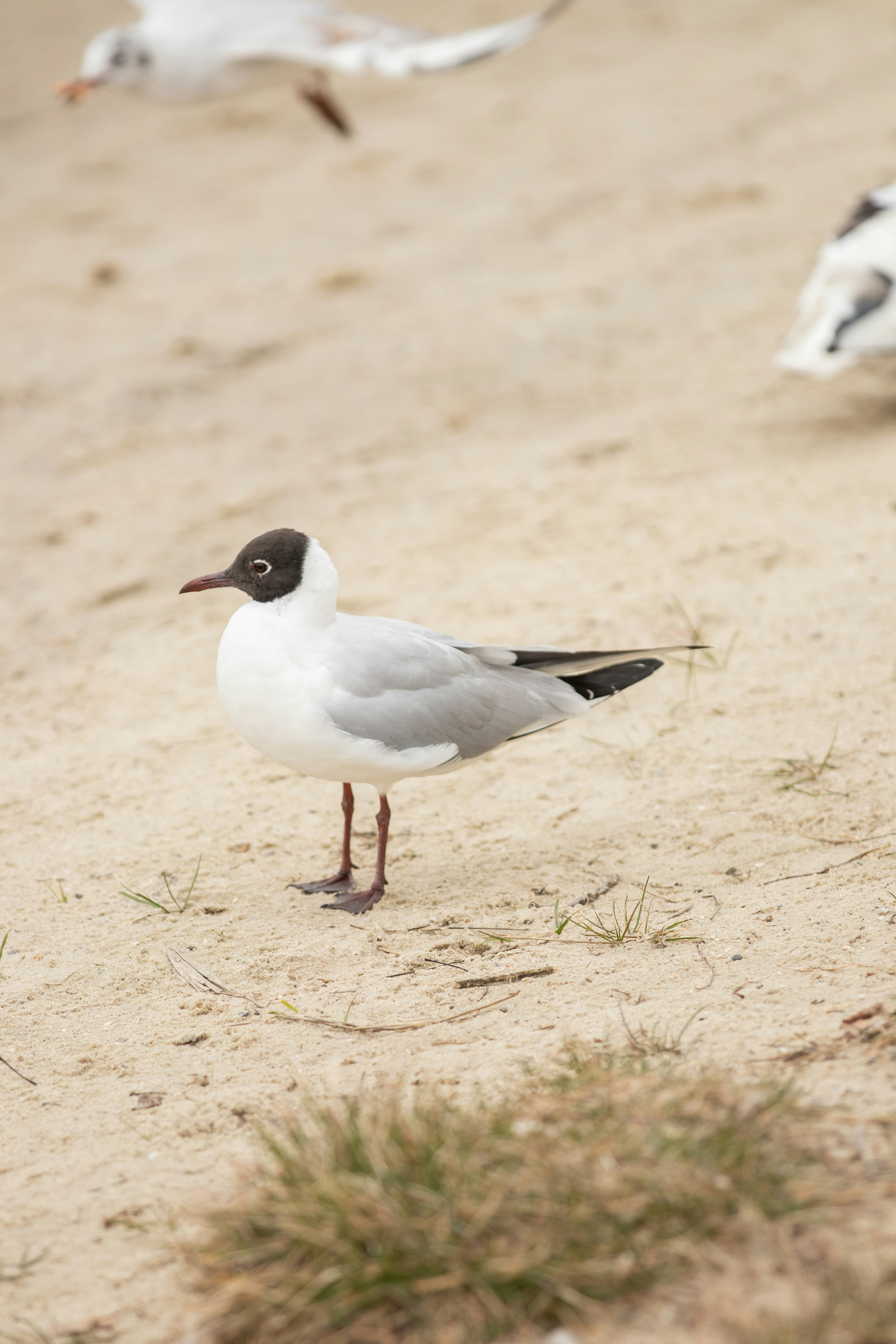 A lone American Gull on sunlit sand with distant flurry of wings