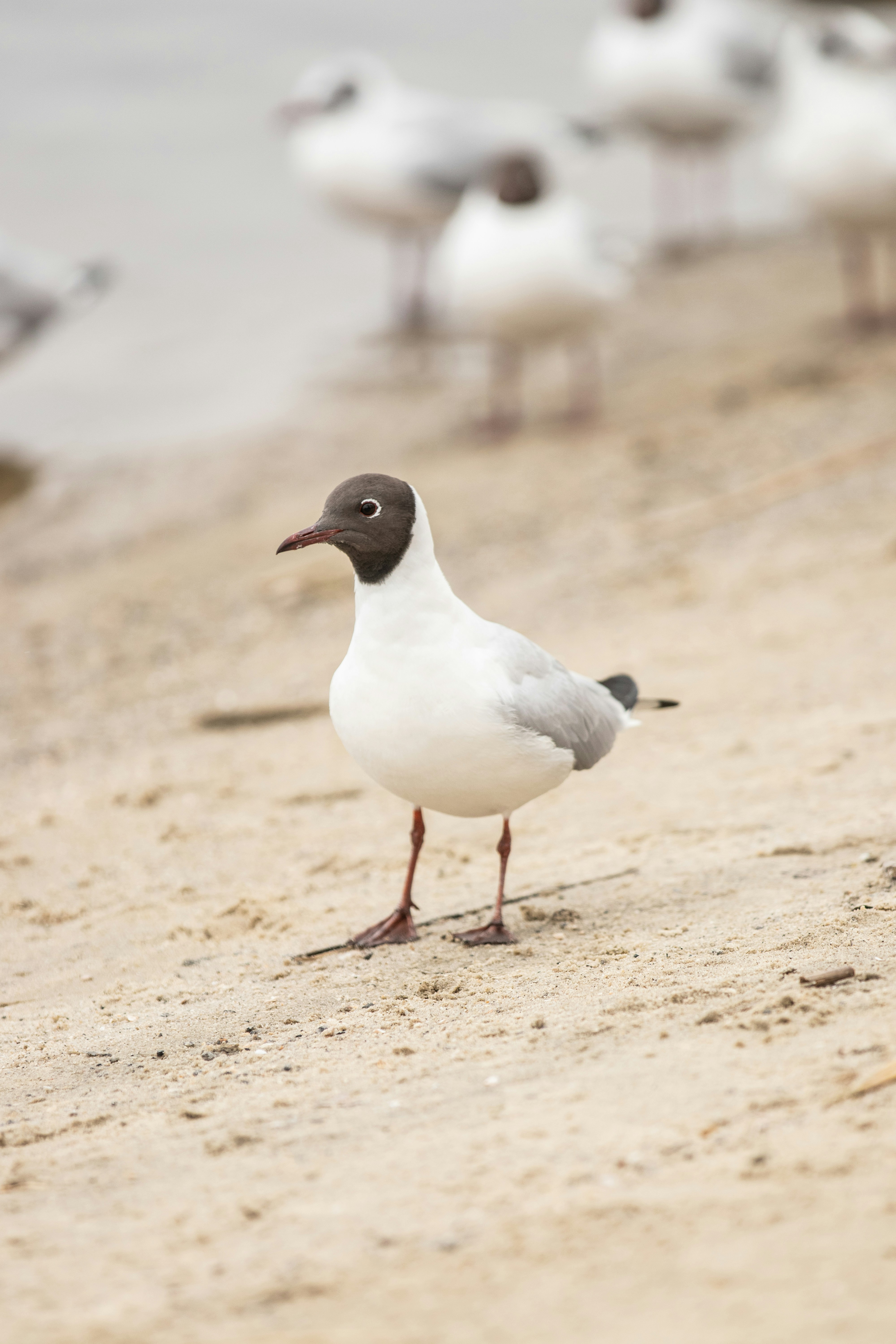 Low Tide Sentinel: A Seabird Standing on the Sandy Shore