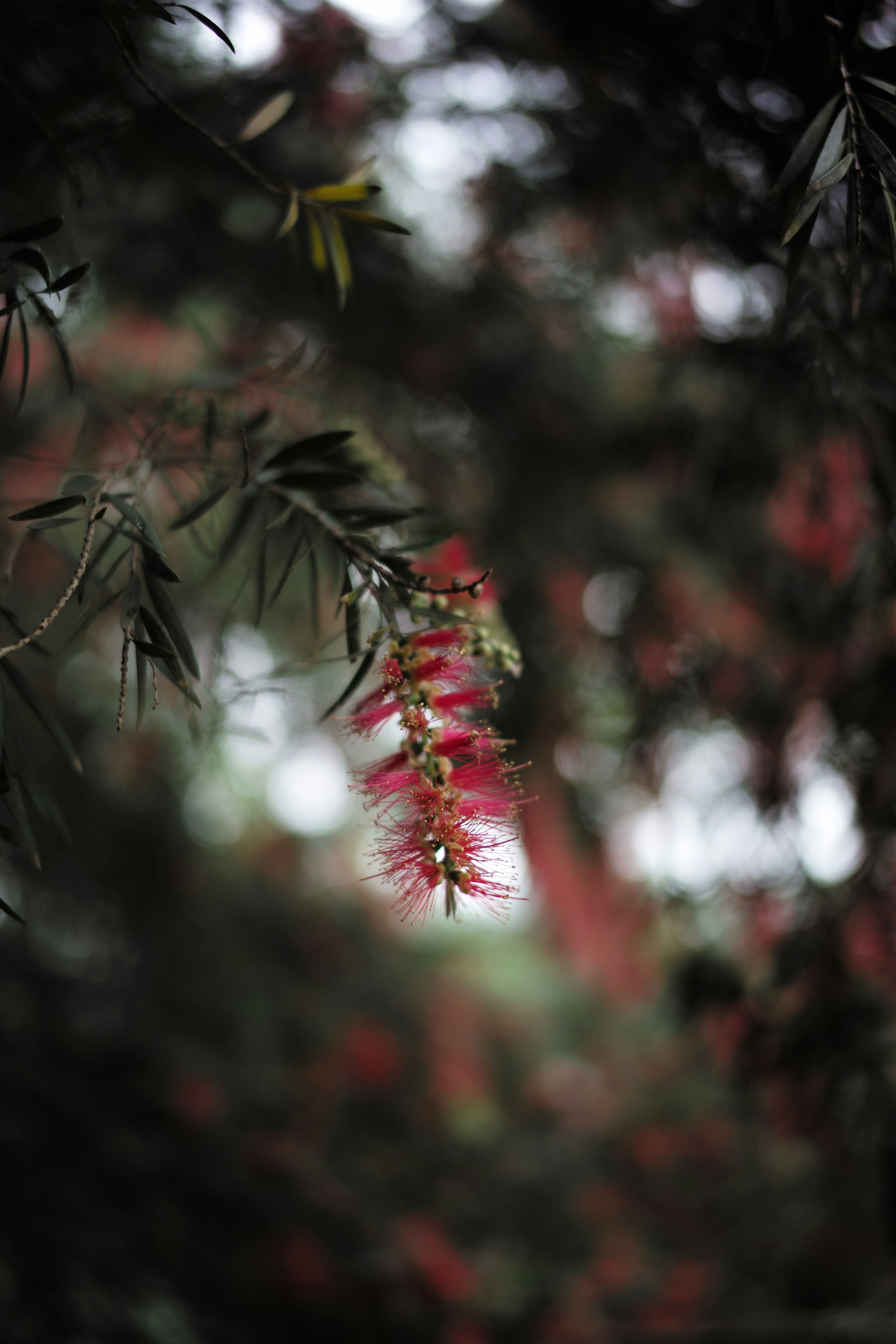 Red Bottlebrush in Soft Focus Haze