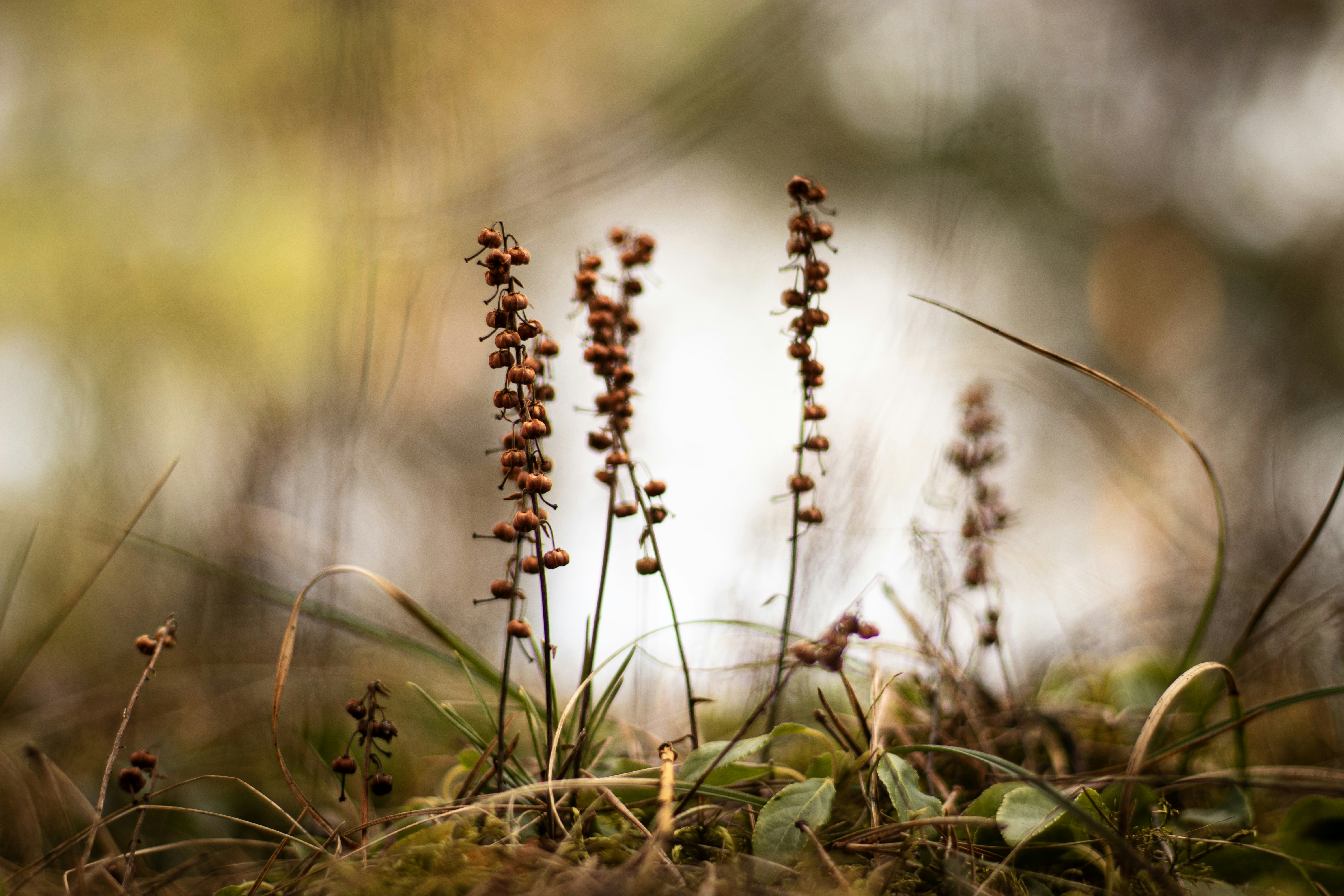 Sedge Dunes: A Quiet Portrait of Spring Sprigs