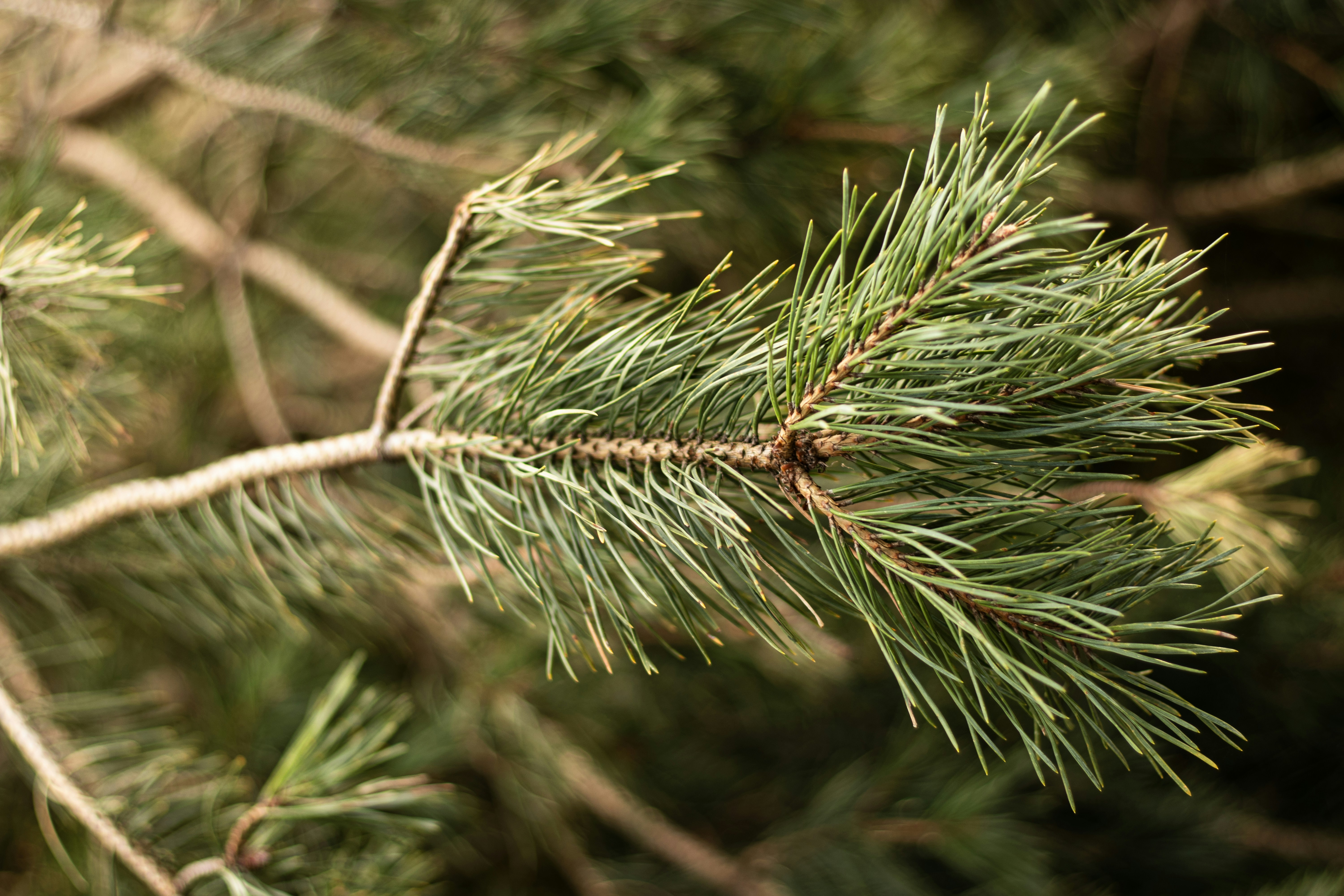 Needlework on a Branch: Pine Needles in Focus