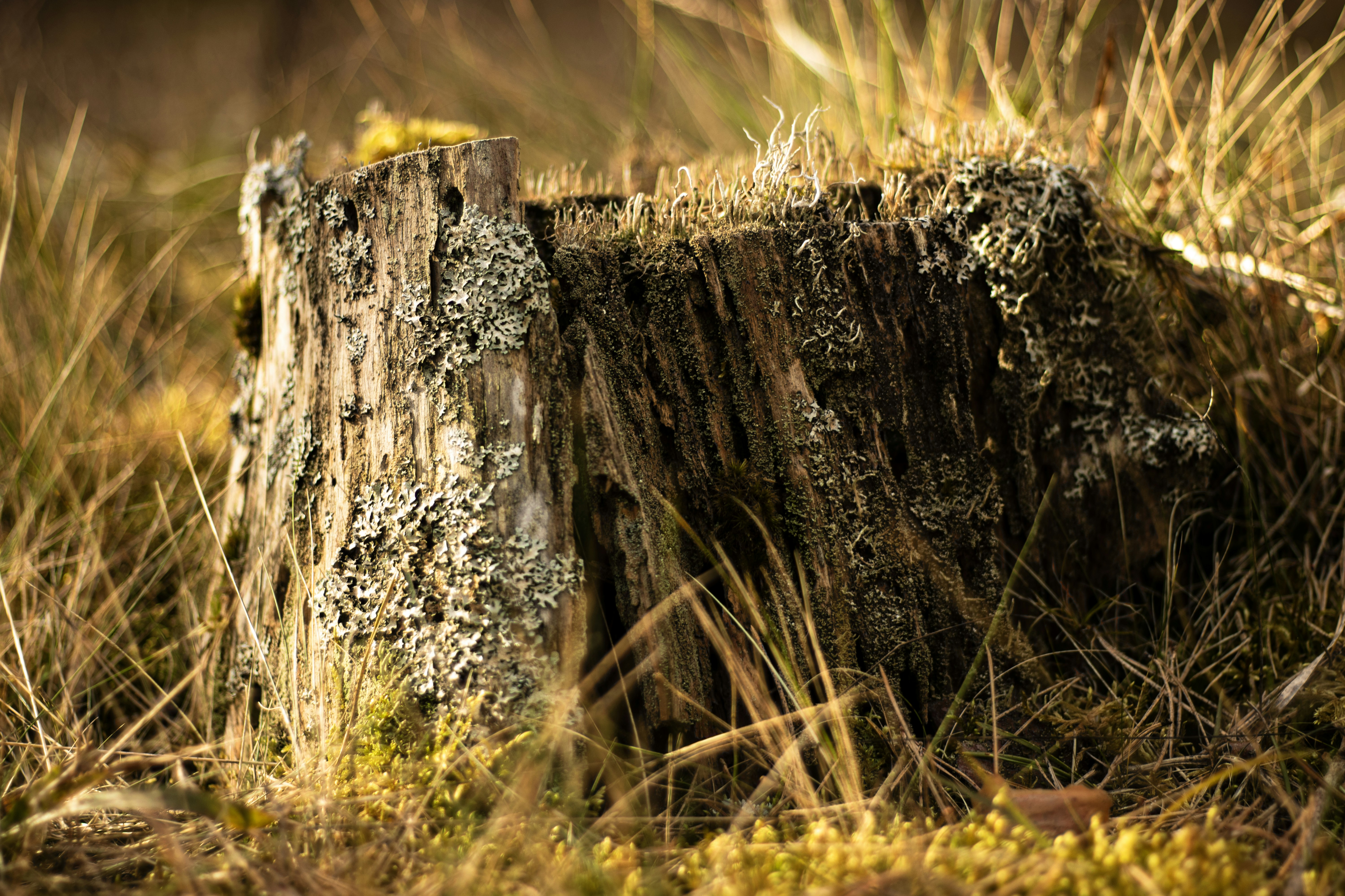 Sunlit stump in a sea of golden grasses