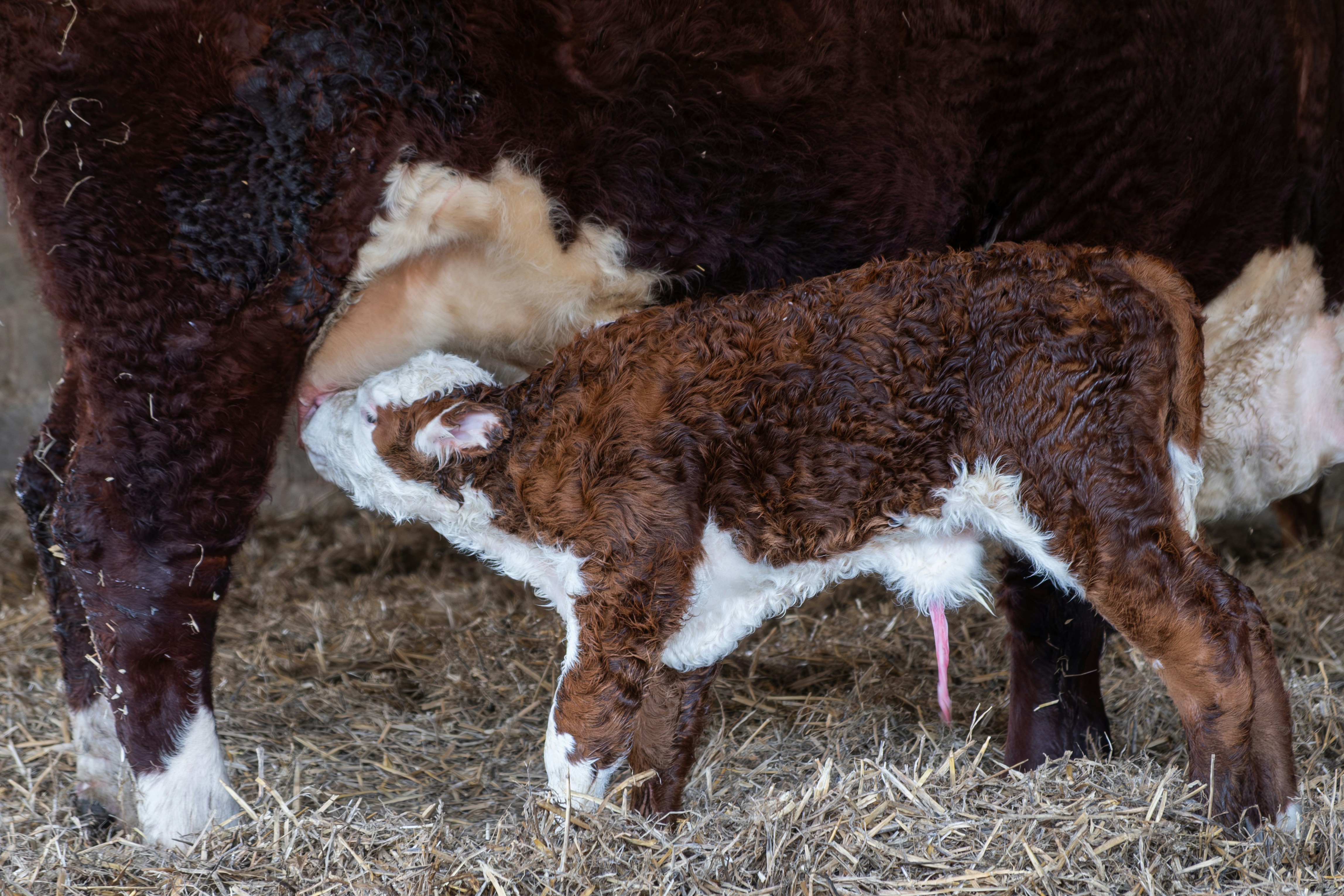 Newborn Heifer Nursing Under Her Dam in a Barnyard Manger