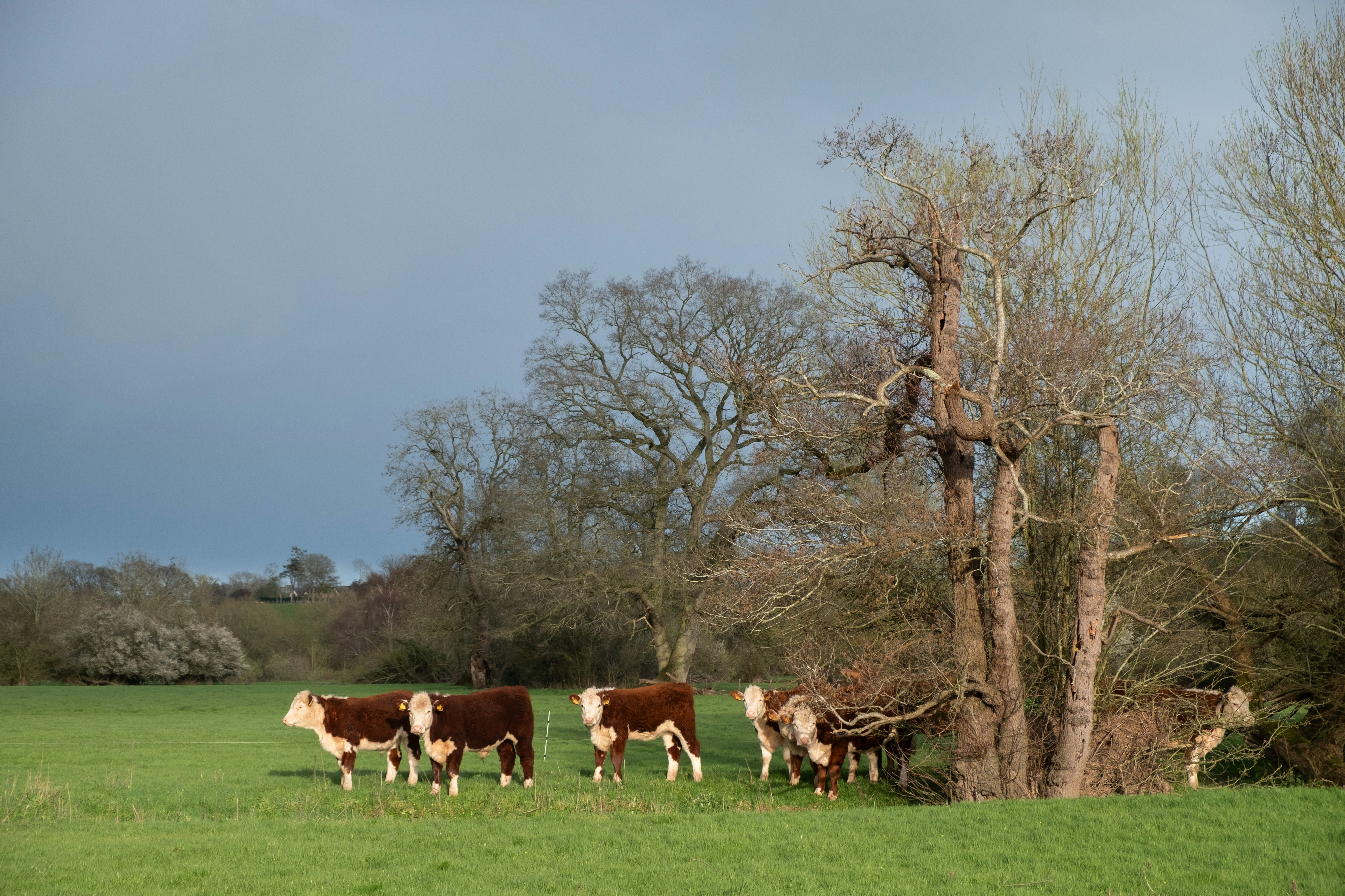 Pasture Watch: Cattle Grazing Beneath a Dramatic Old Tree