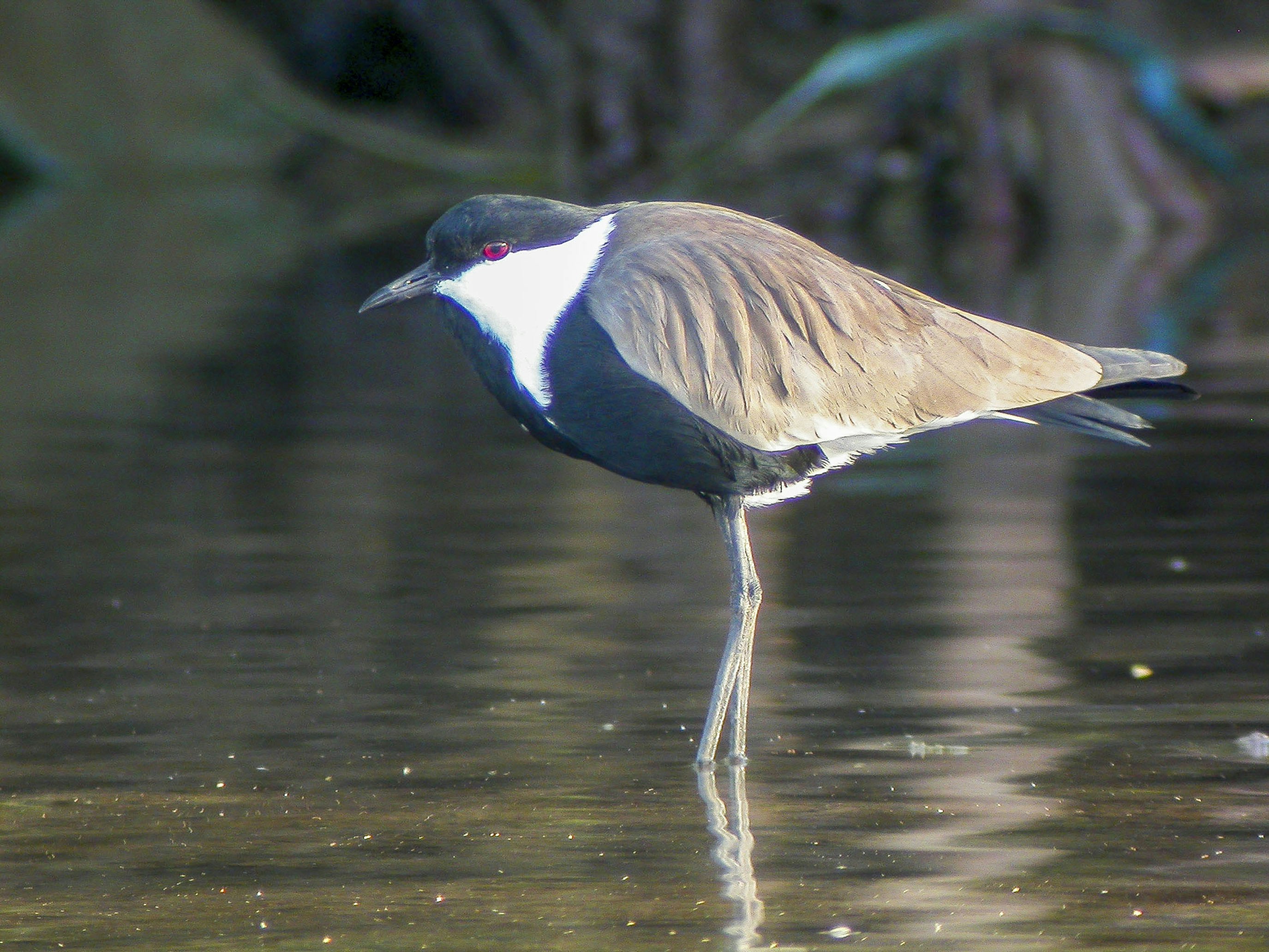 Red-kneed Waterbird in Quiet Shoreline Nook
