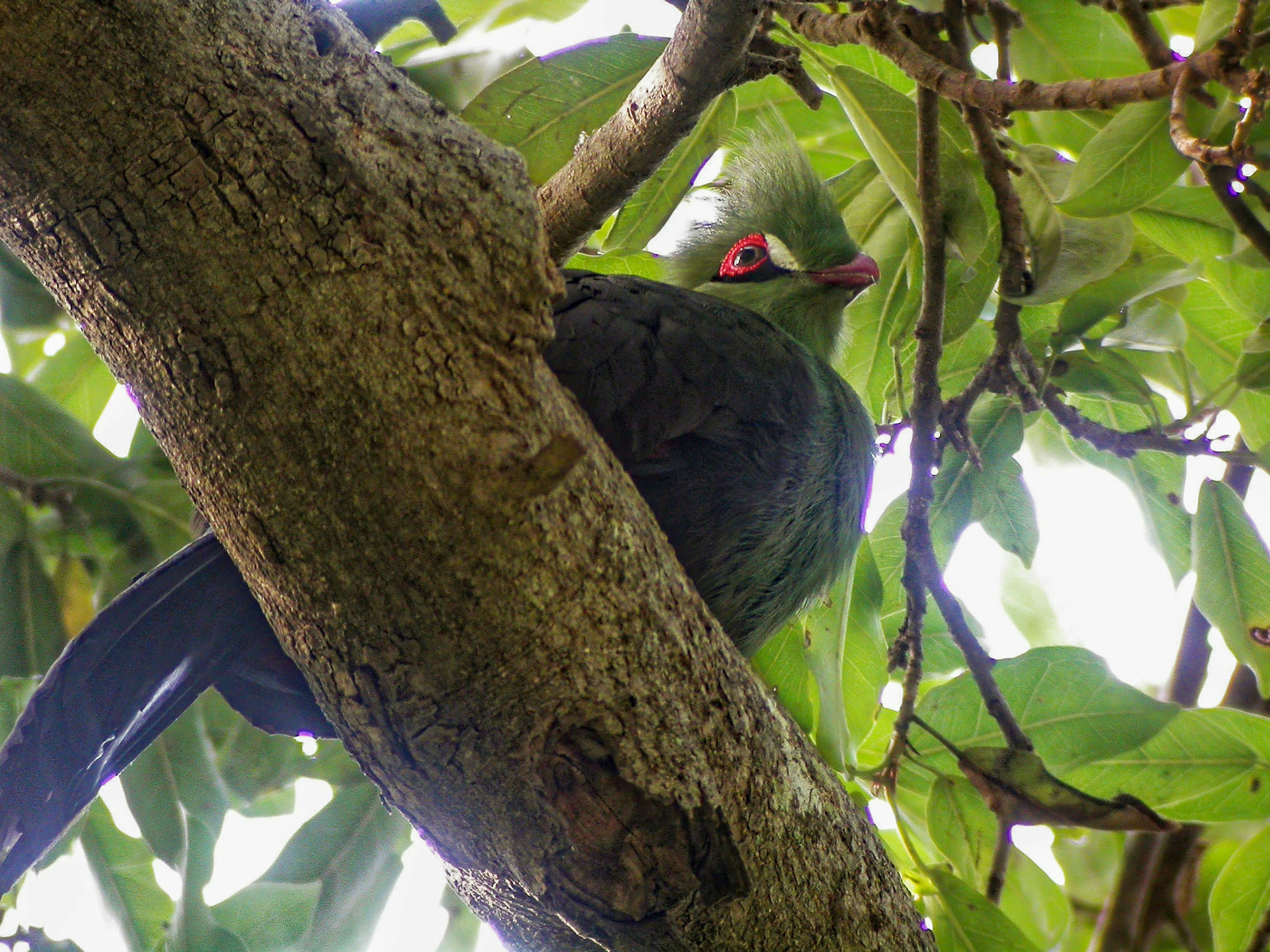 Perched Green-Crested Parrot Within Sunlit Foliage