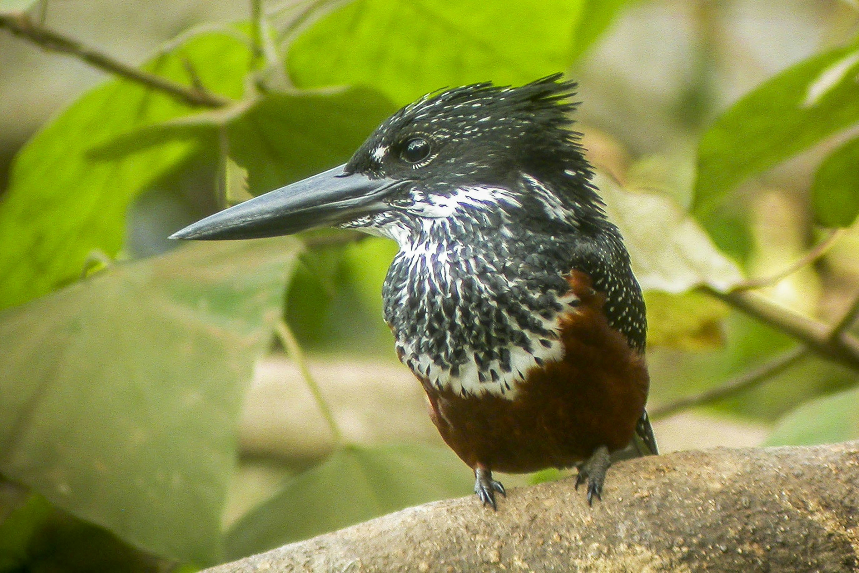 Spotted Kingfisher: Focused Gaze on a Woodland Perch