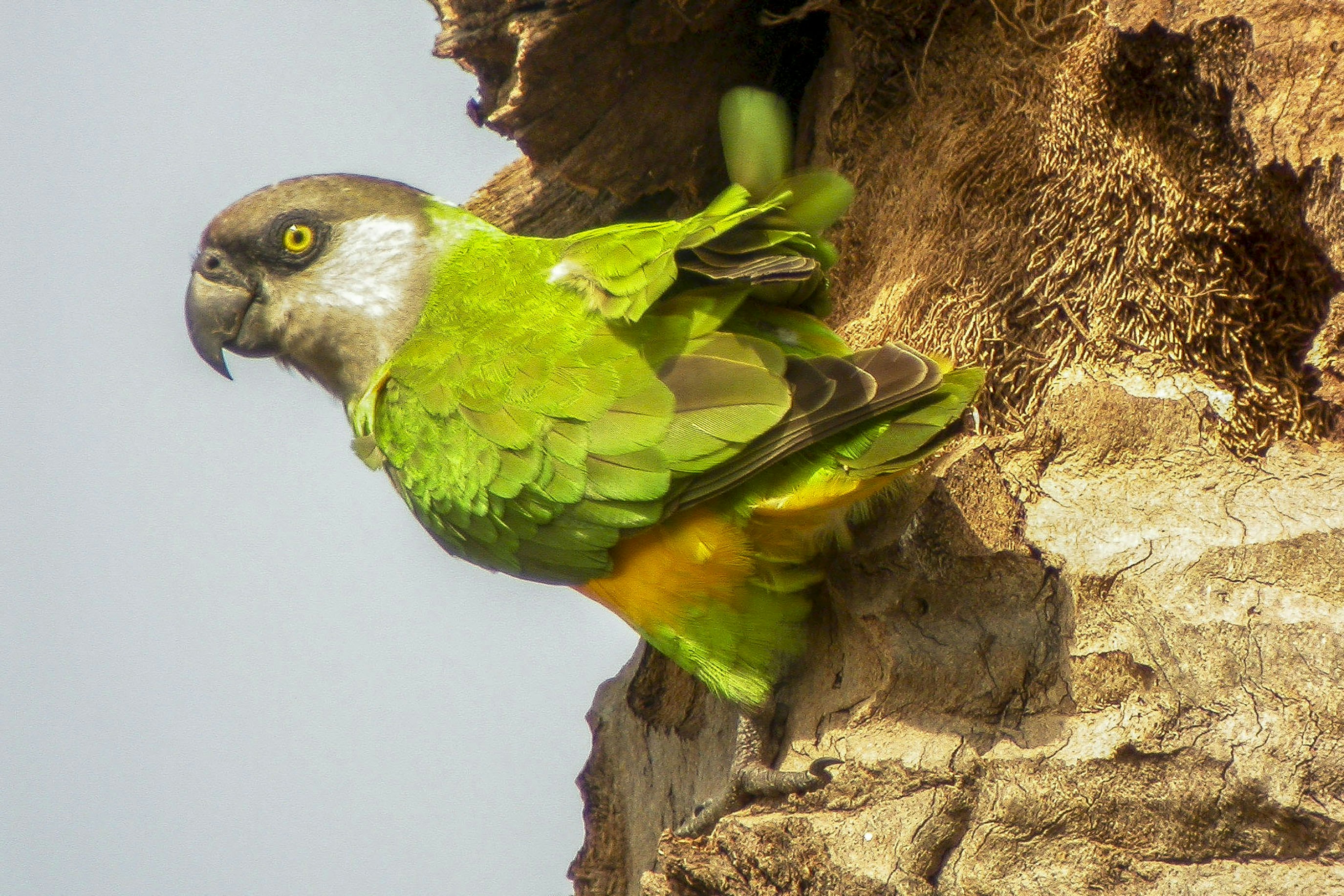 Verdant Climber: A Parrot Leans into the Cavernous Bark
