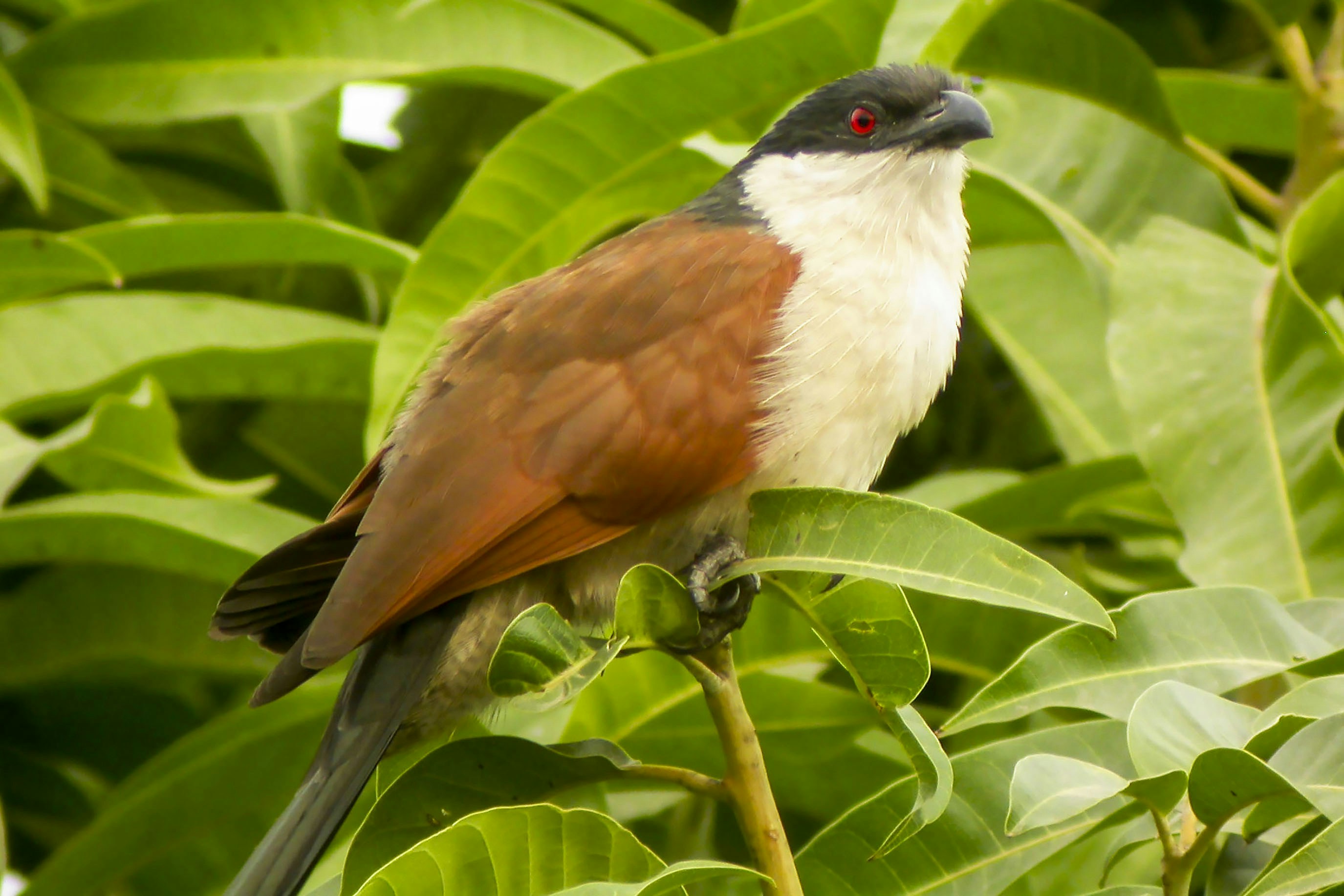 White-throated Robin with Reddish Back Surrounded by Lush Green Foliage