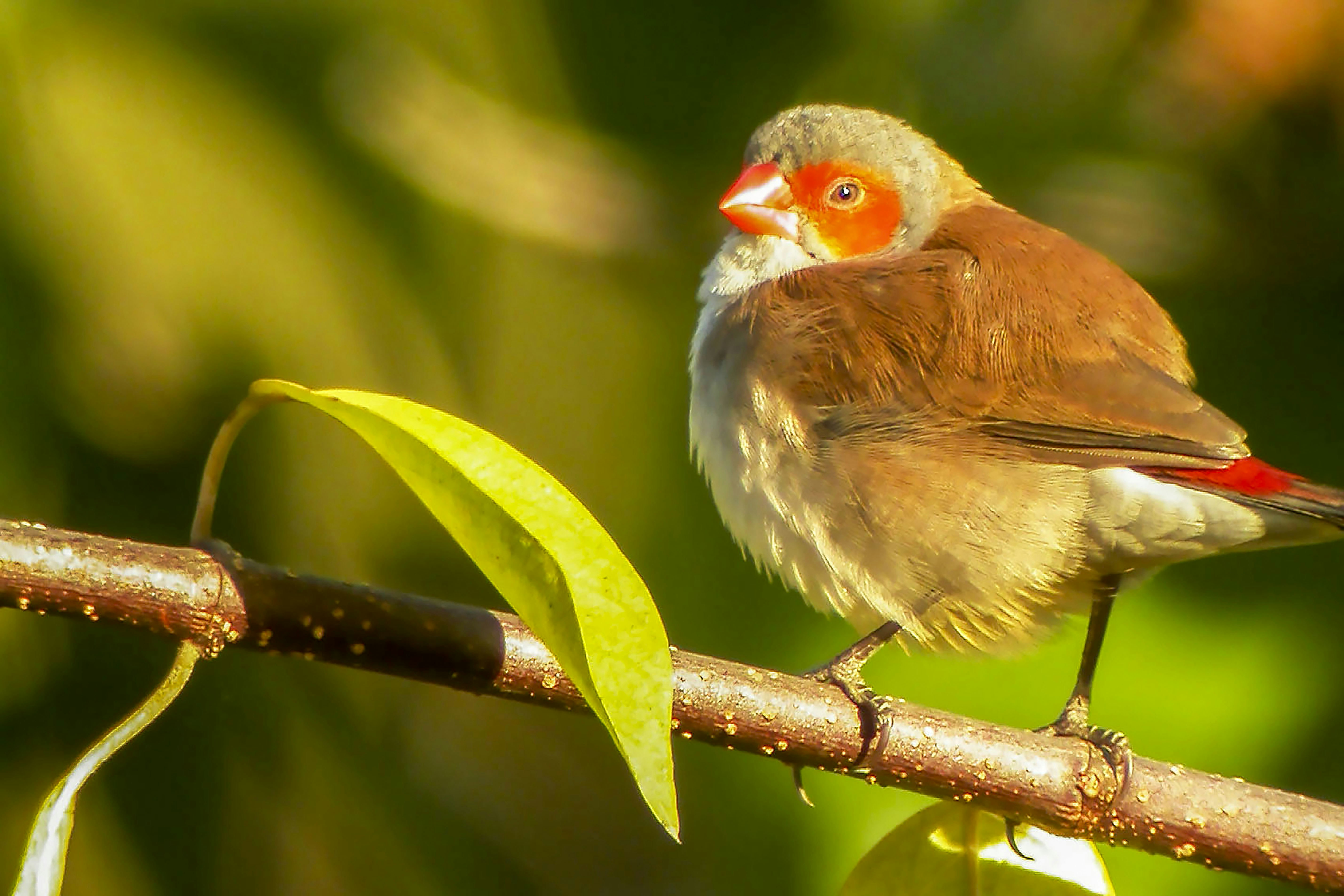 Red-eyed Warbler: Perched on a sunlit branch