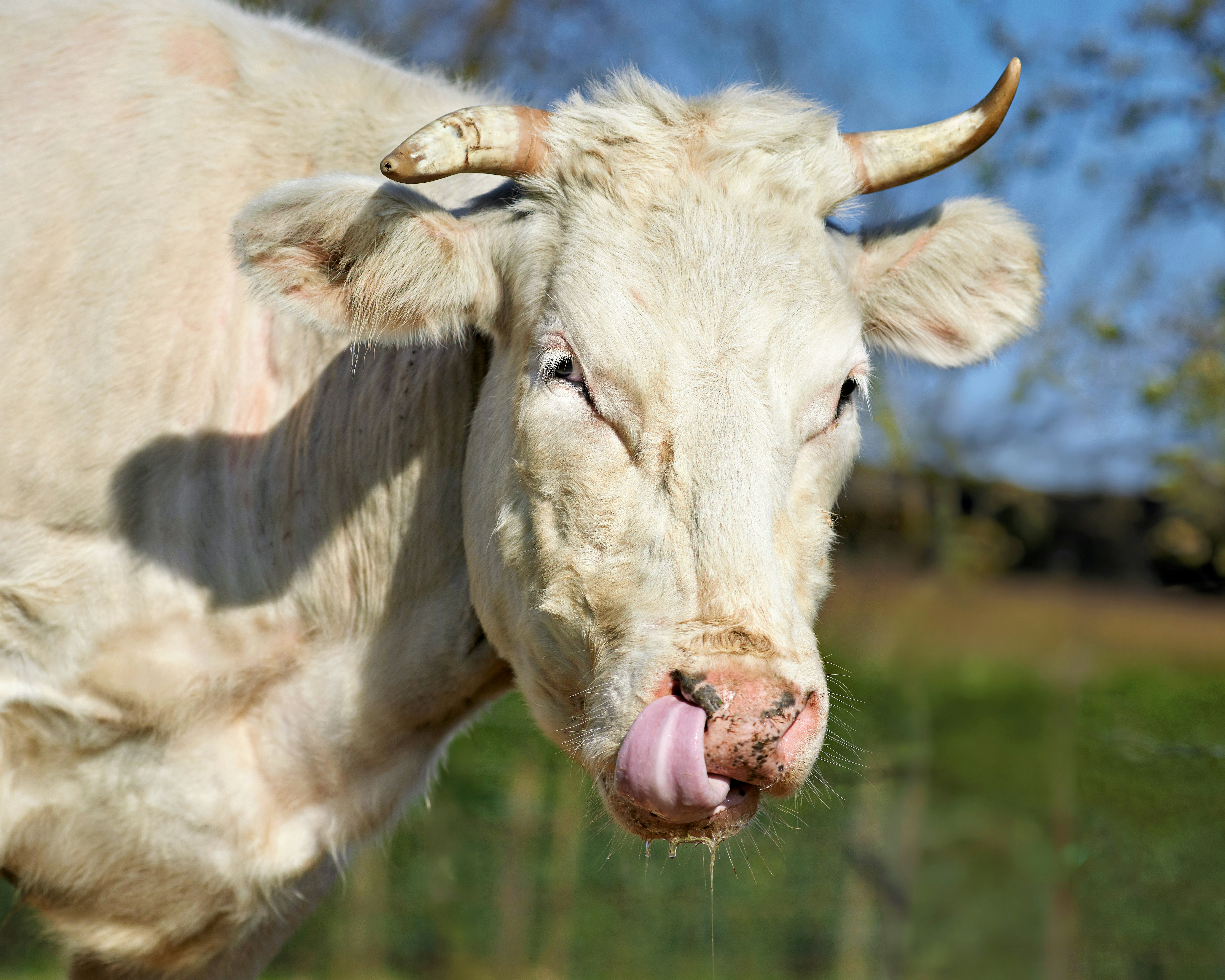 Creamed White Bull with Wary Gaze Under Sunlit Skies