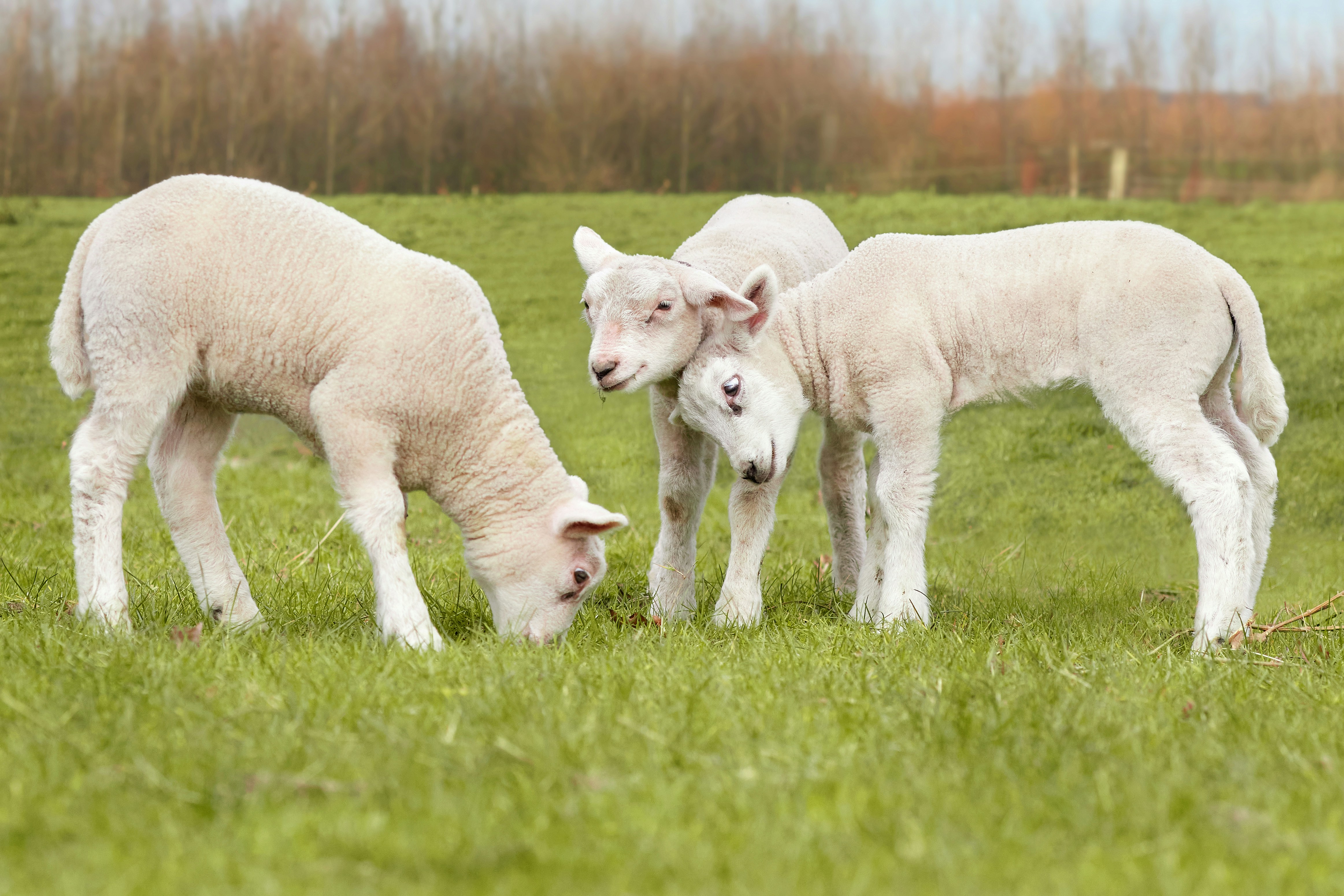 Curious Lambs in a Quiet Pasture