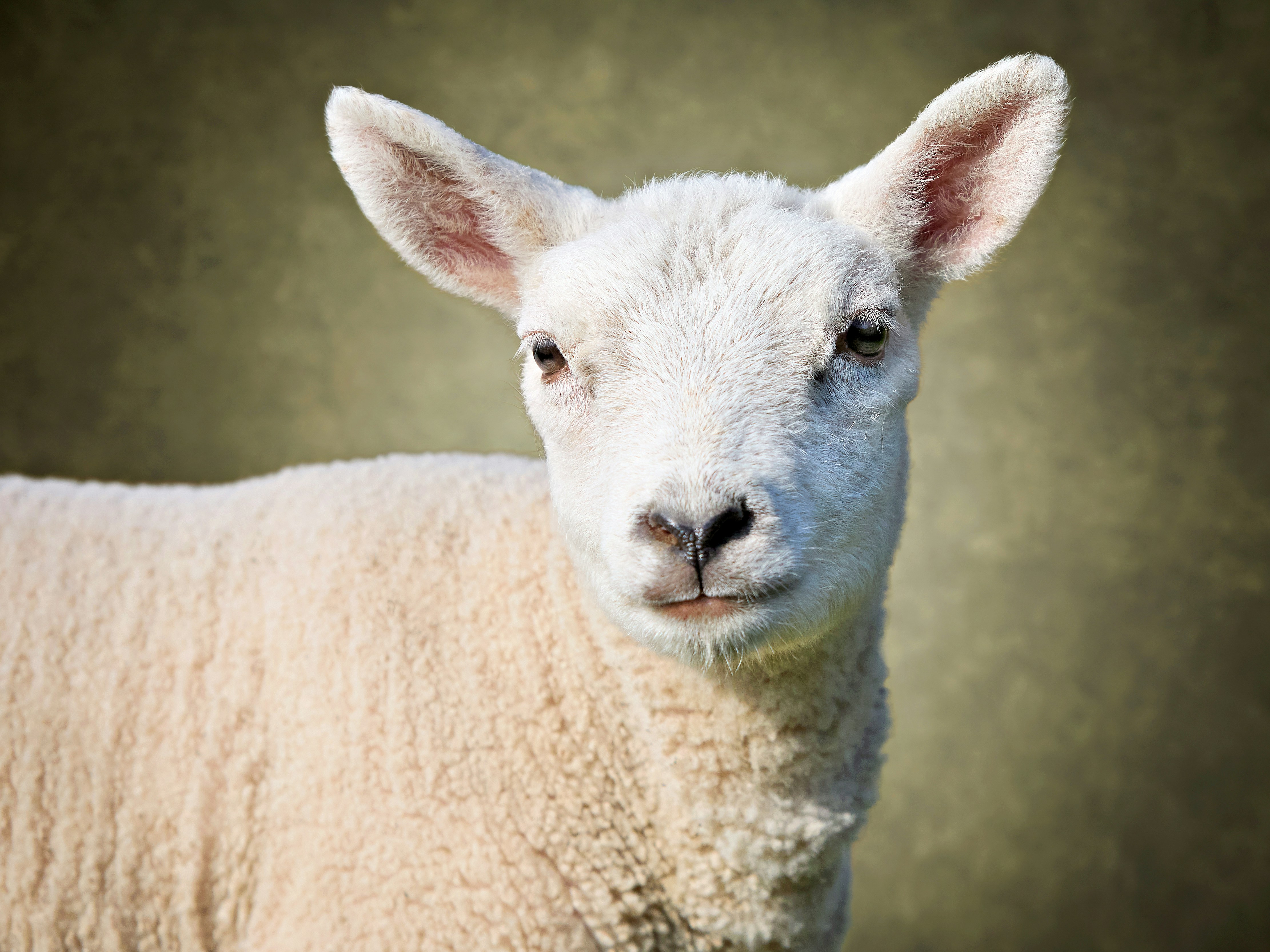 Curious White-Eyed Fleece: A Lamb’s Quiet Stare