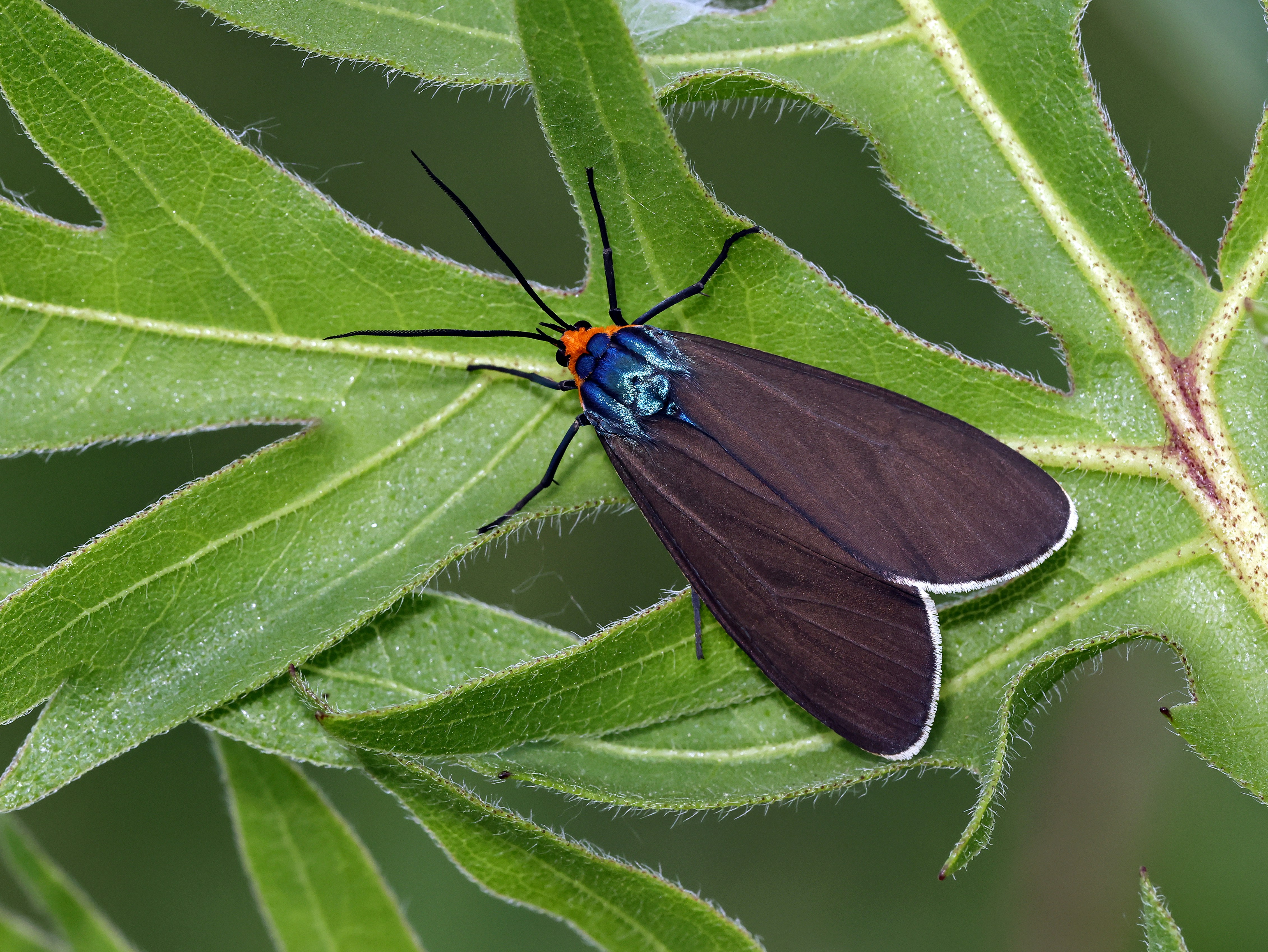 Azure-shouldered Moth Gripping a Green Leaf