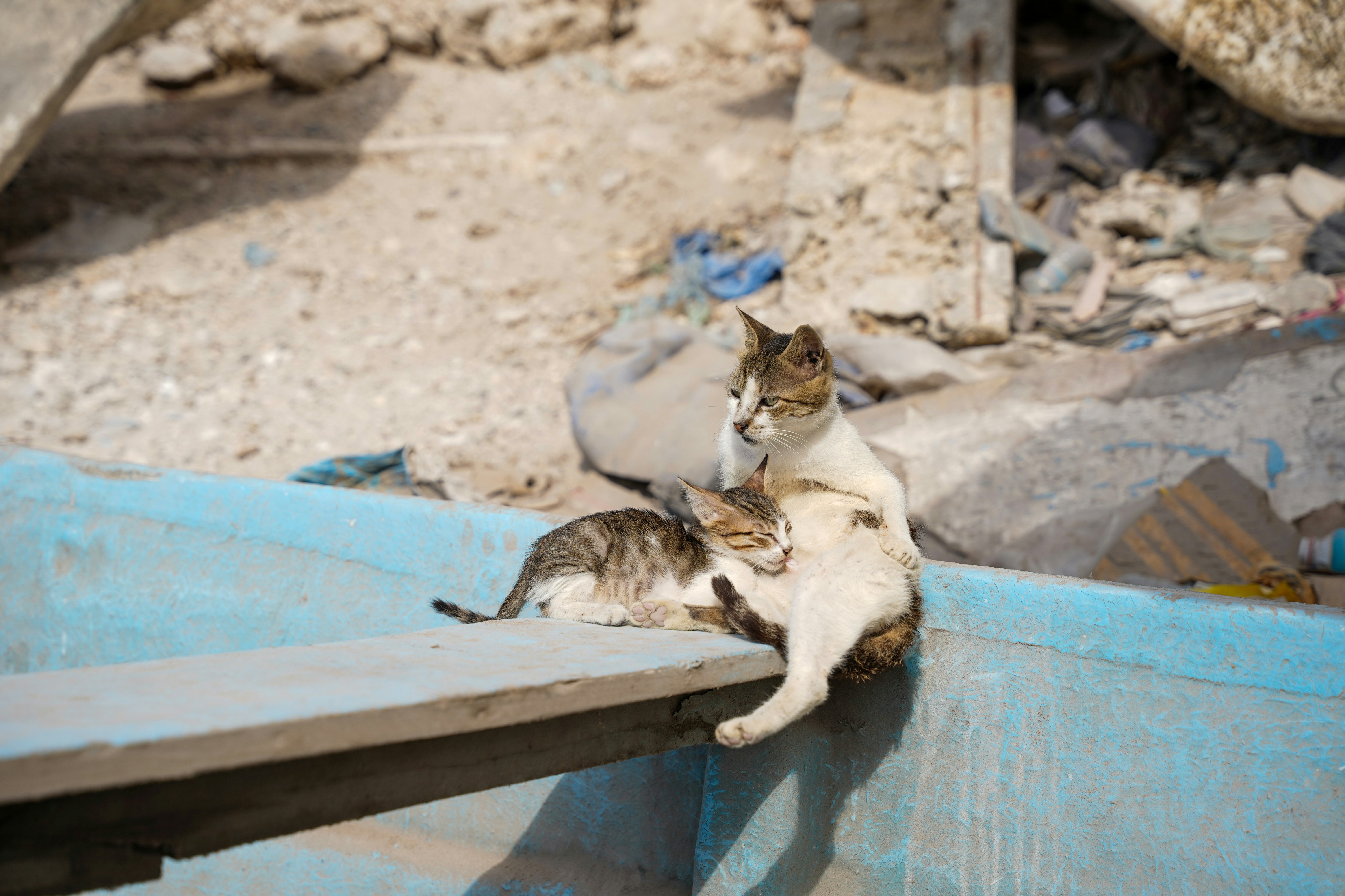Two Clinging Cubs on a Blue Wooden Beam Over a Debris-Ridden Yard