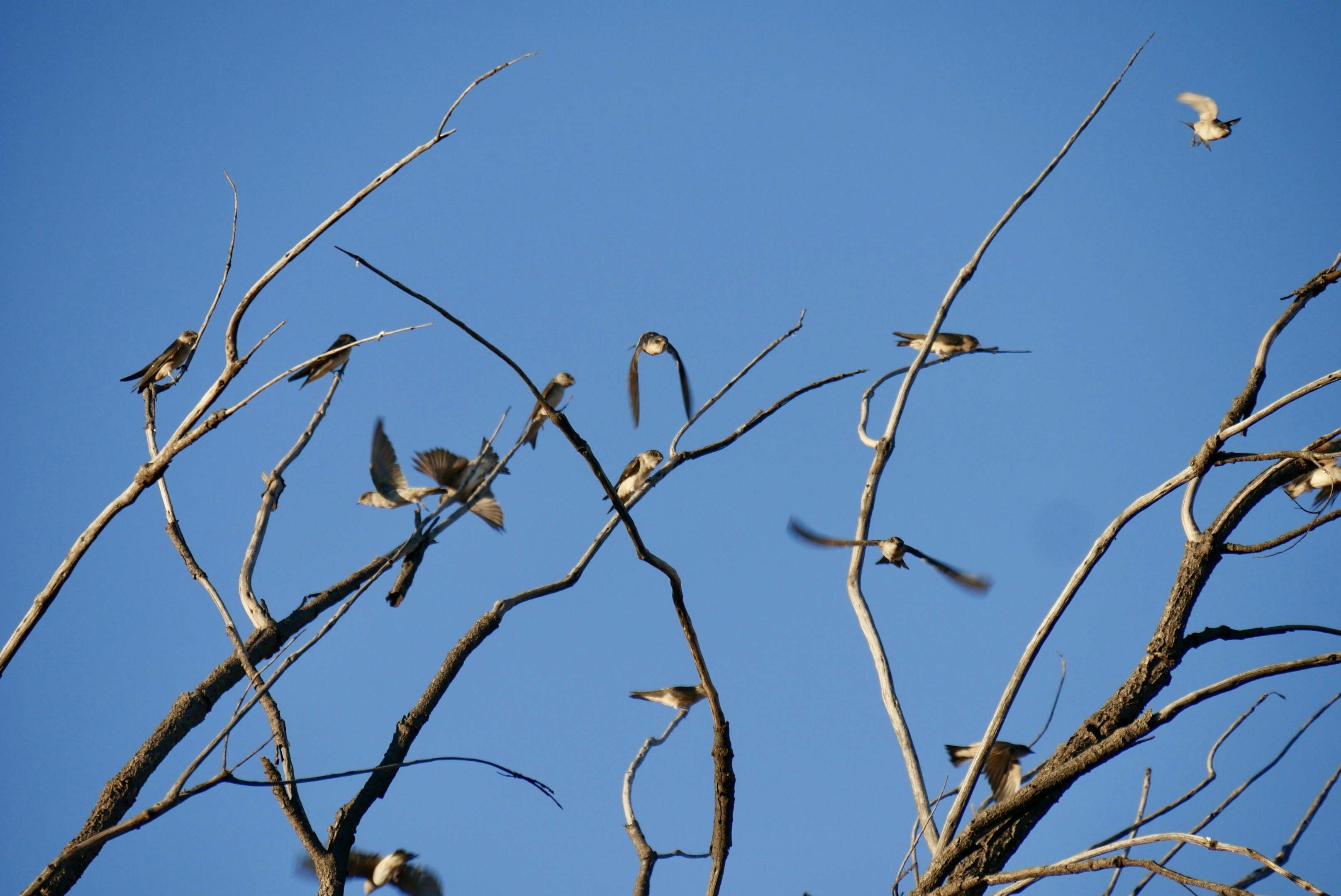 Sparse Branches, Busy Sky: A Moment of Song on a Blue Day