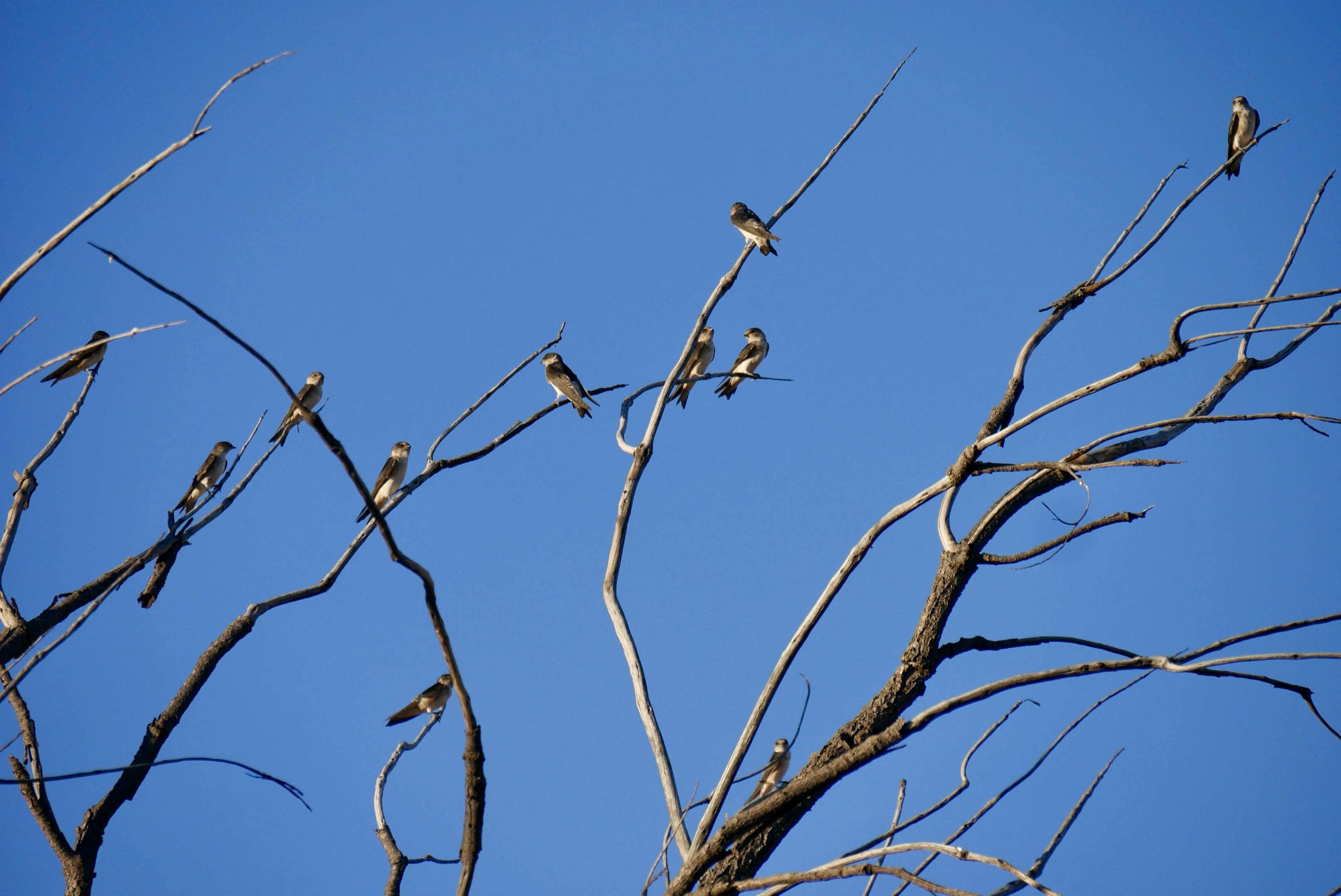 Vantage of Silence: Perched Birds on Gnarled Branches