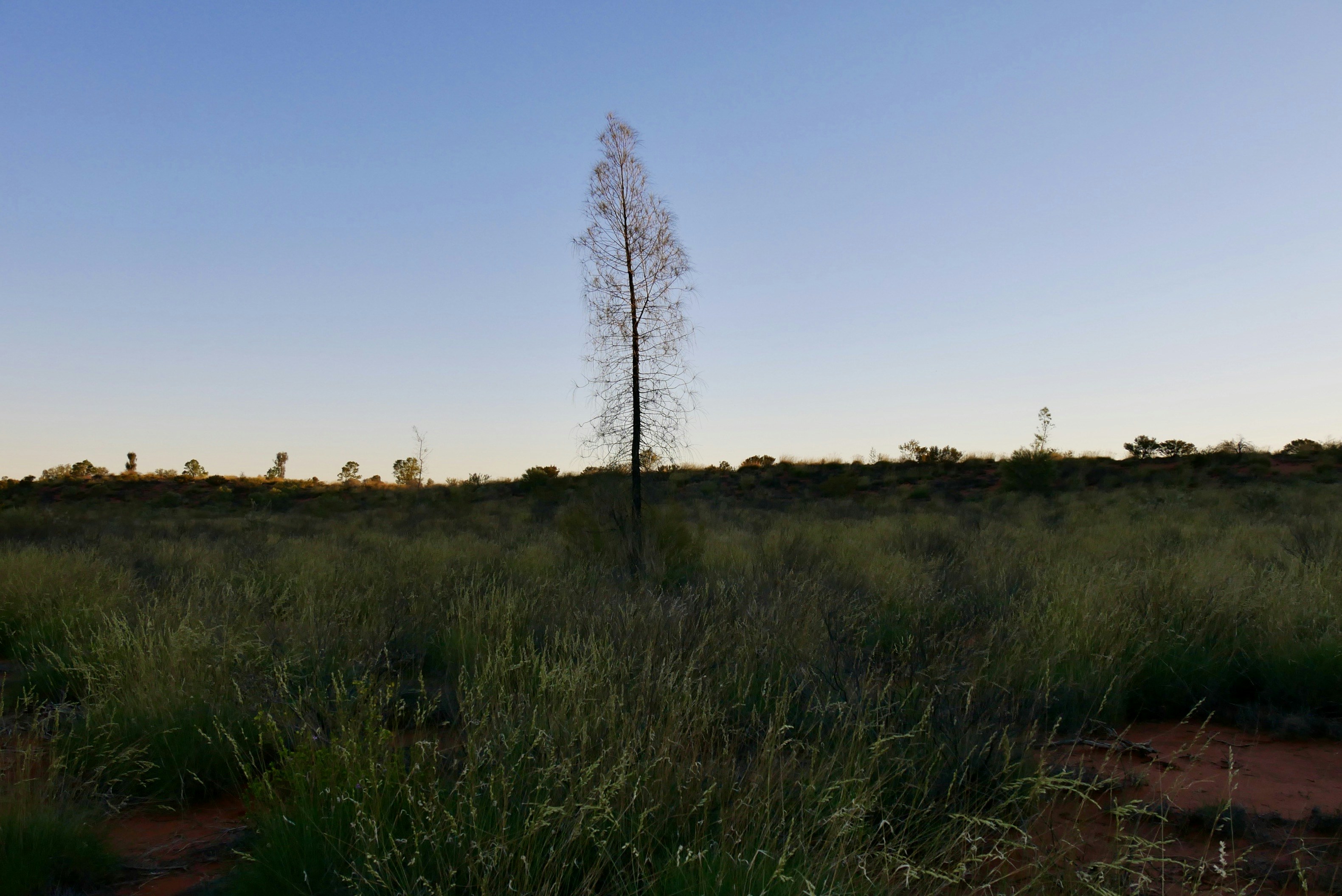 Lonely Silk Tree Standing Against the Open Grassland