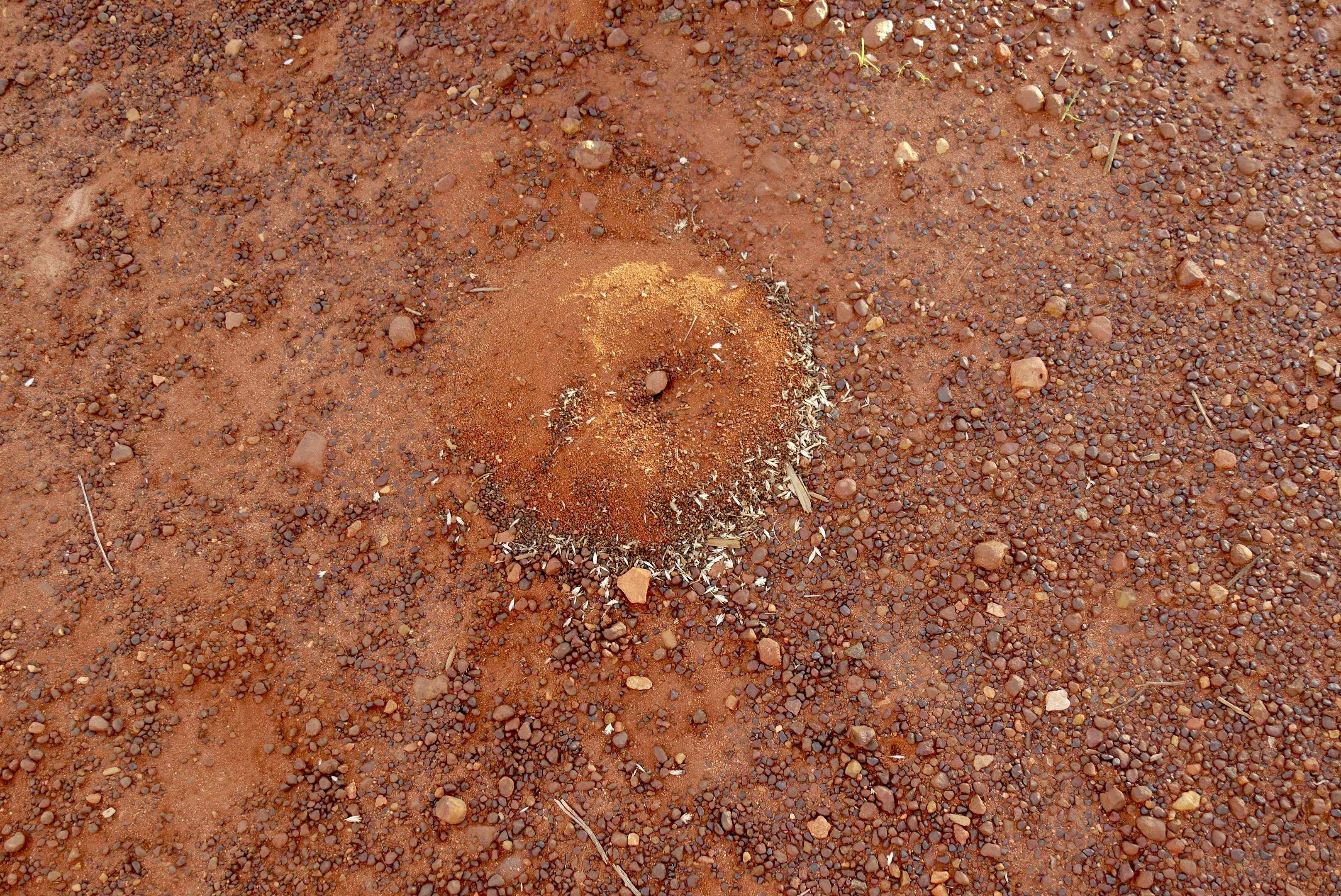 Iron-Crusted Ring on Red Desert Soil
