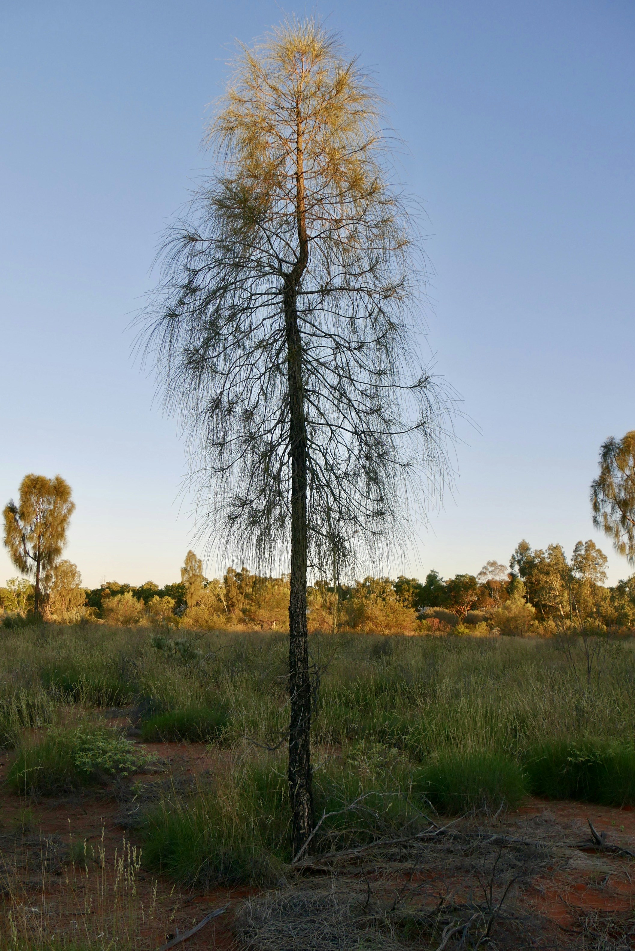 Tall lone tree with wispy branches rises above a sunlit savanna, bathed in warm evening light.