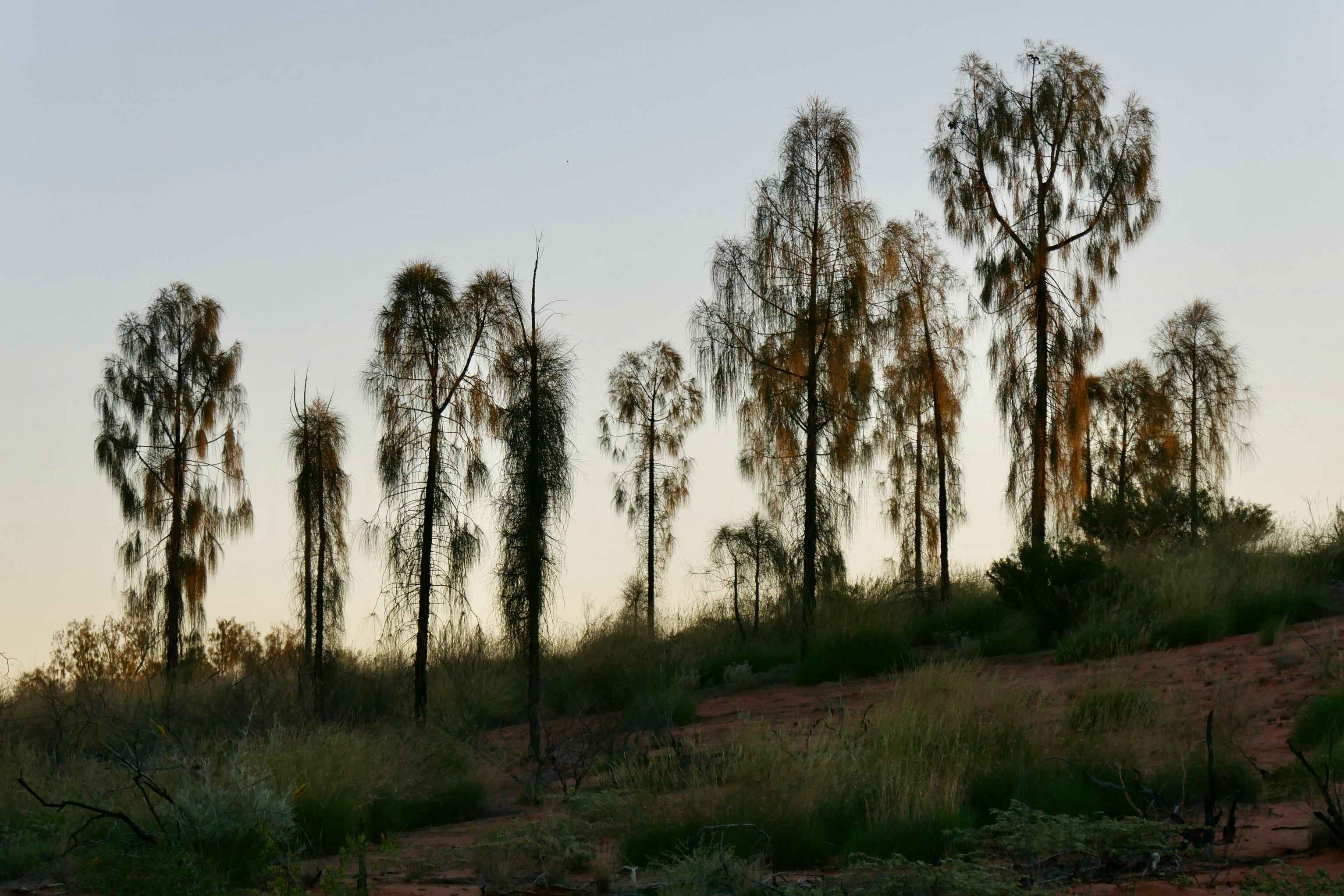 Line of Sentinel Eucalypts at Dusk