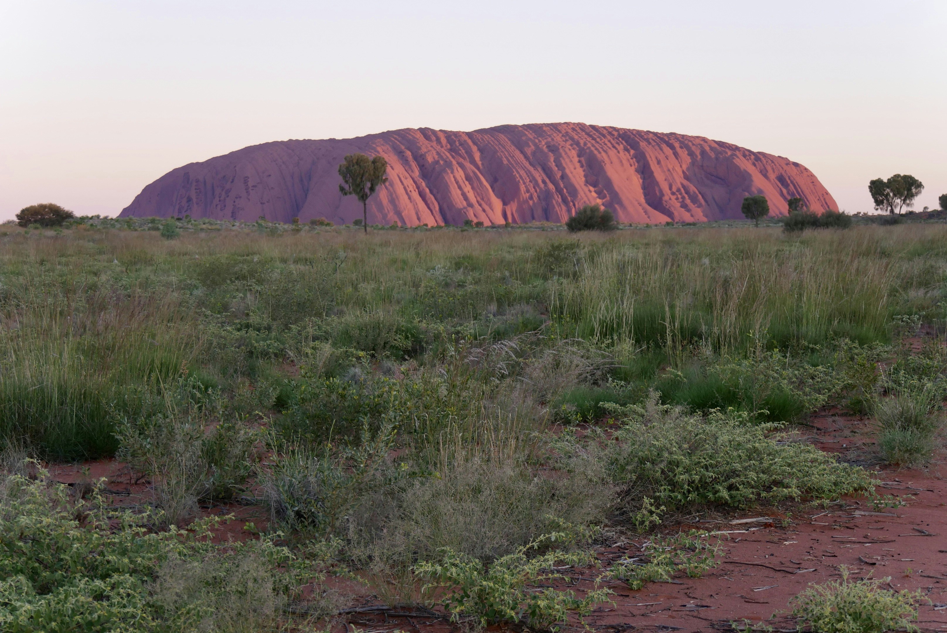 Sunset on Uluru: A Quiet Red Monolith Rising from Grassland