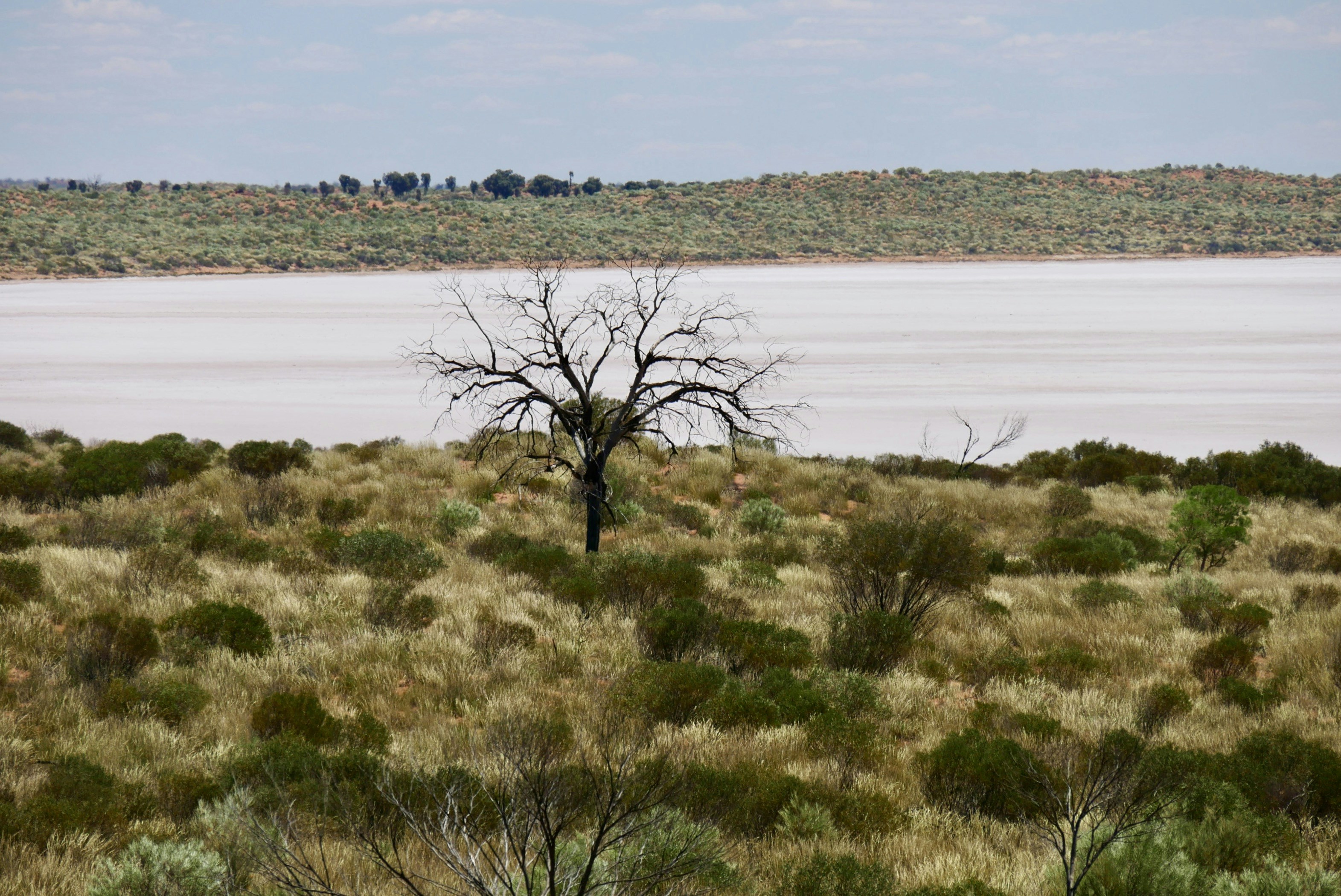  lone desert tree guarding a salt lake
