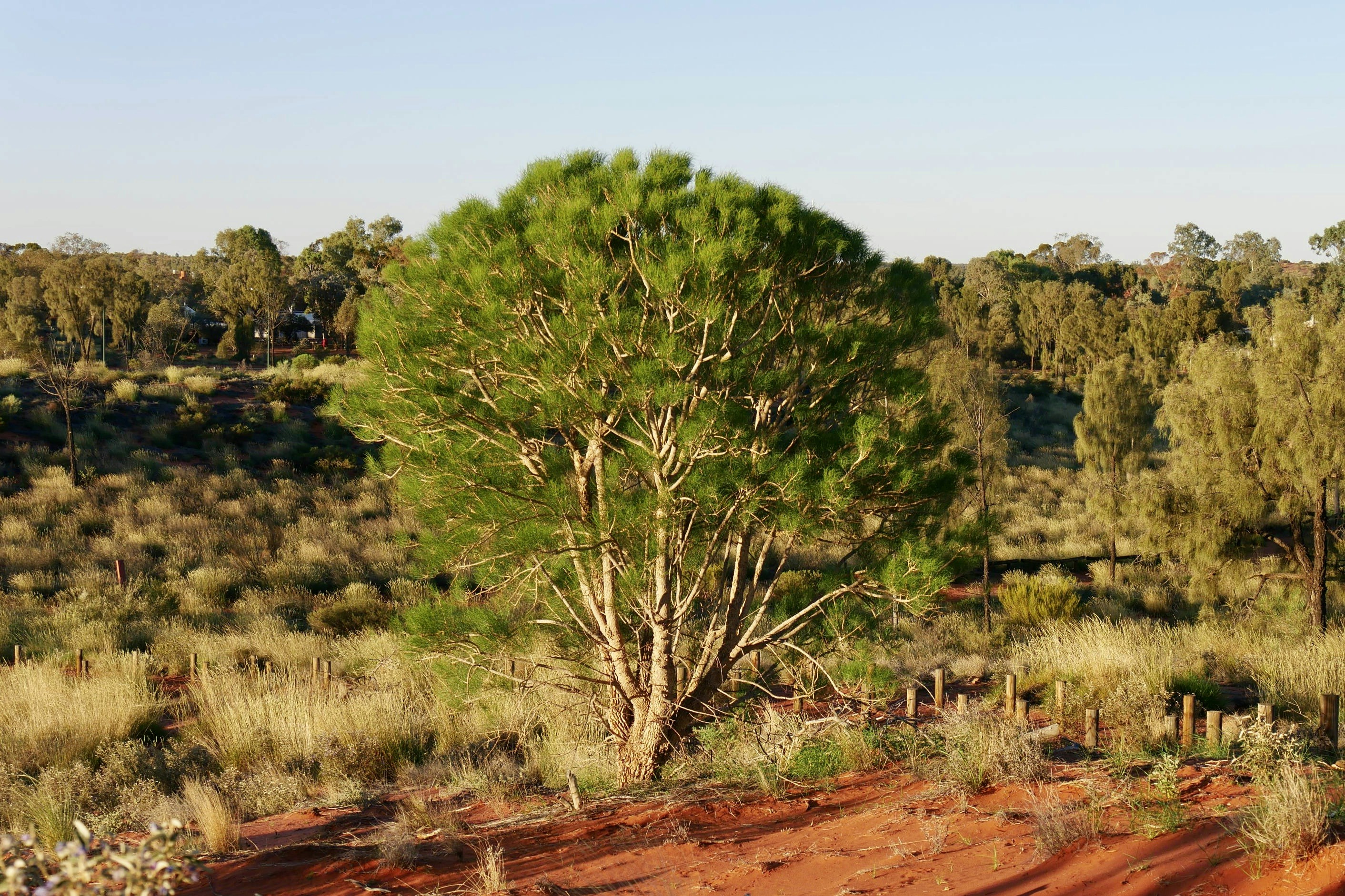 Lone Green Canopy Amid Dry Red Earth