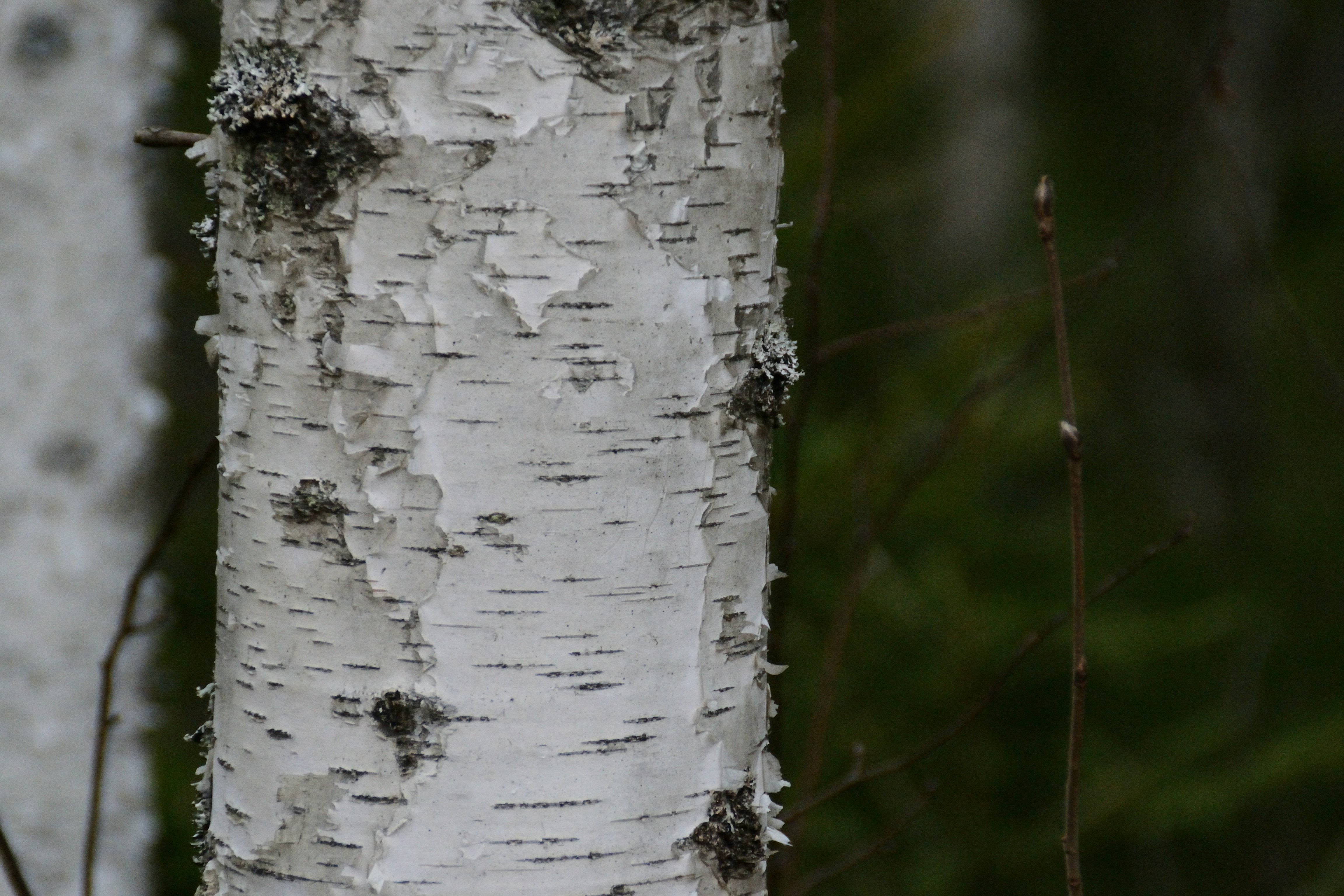 Birch Bark in Focus: Quiet Forest Portrait