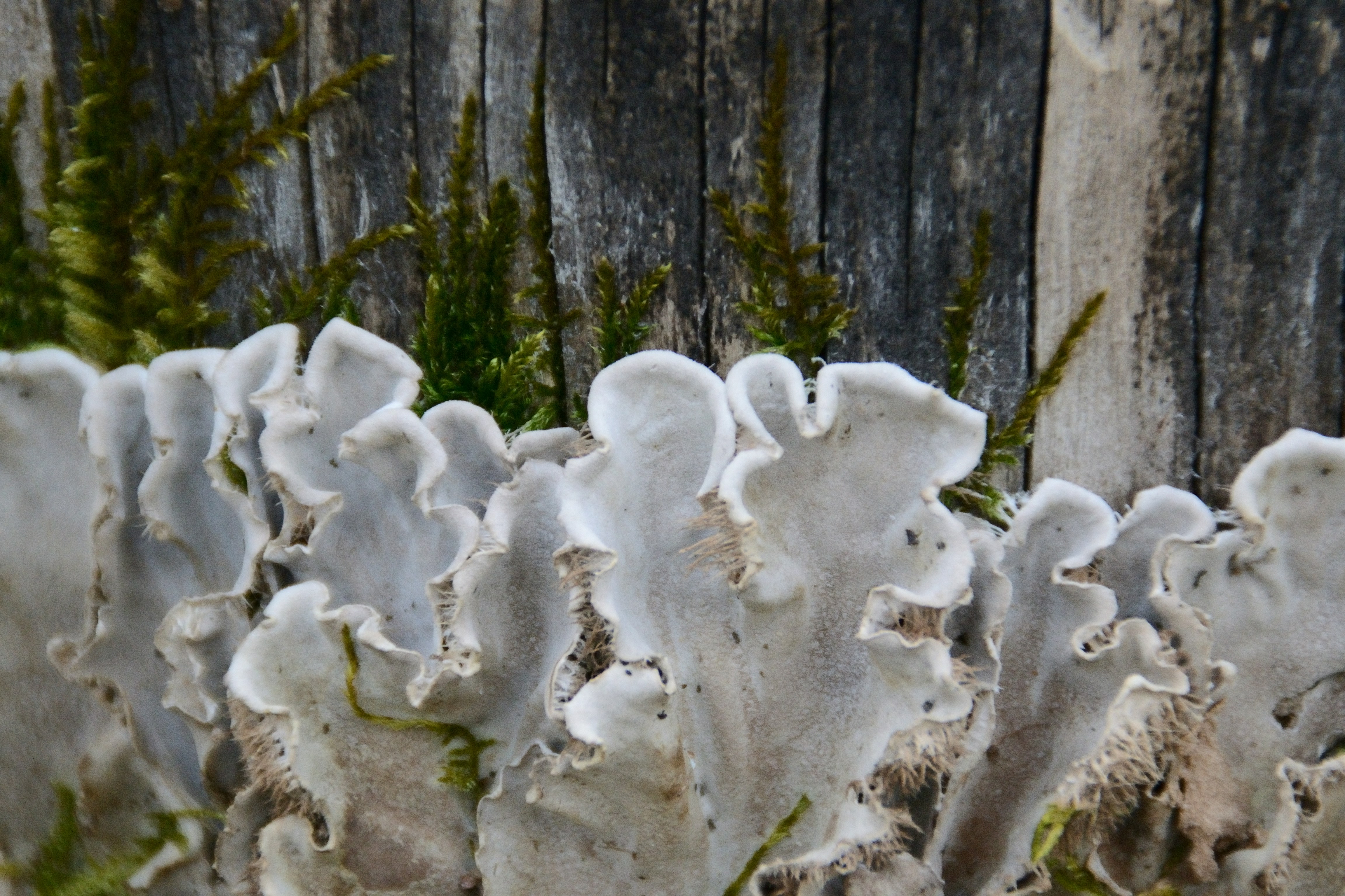 White coral-like fungus along a weathered wooden fence