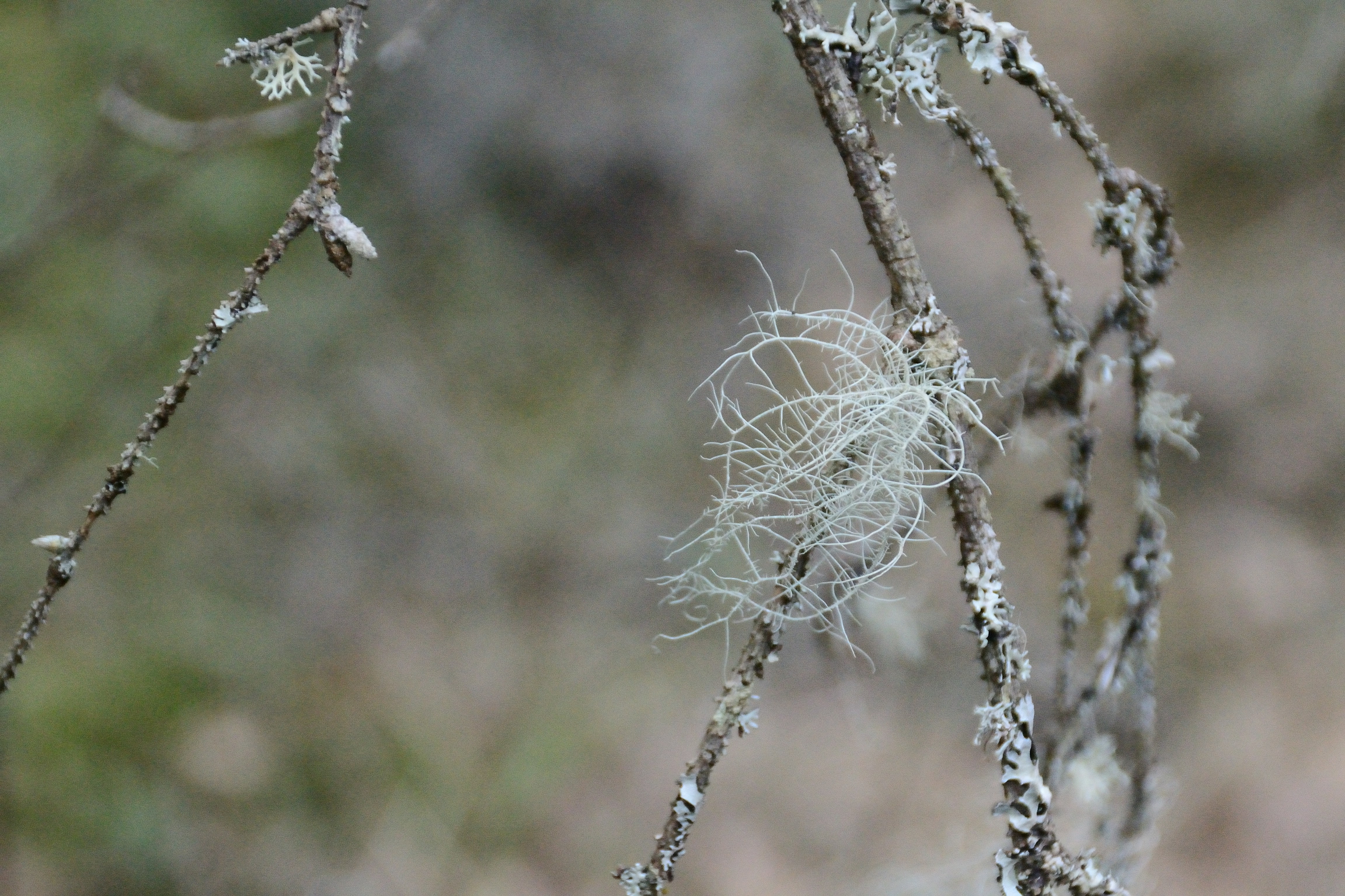 Lichen-Dusted Branch with a Silvery Spindle