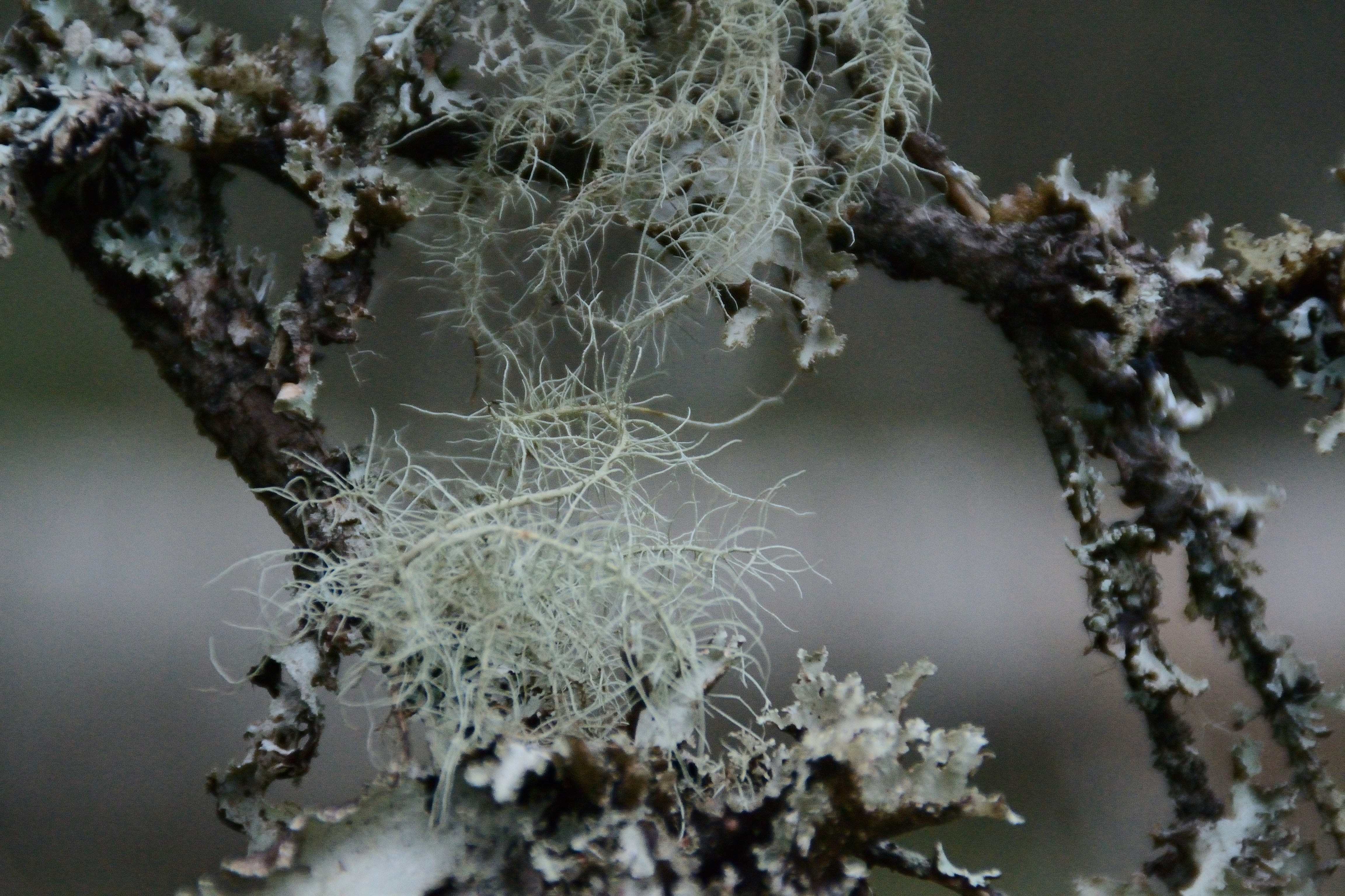 Lichen Threads on Frosty Branches