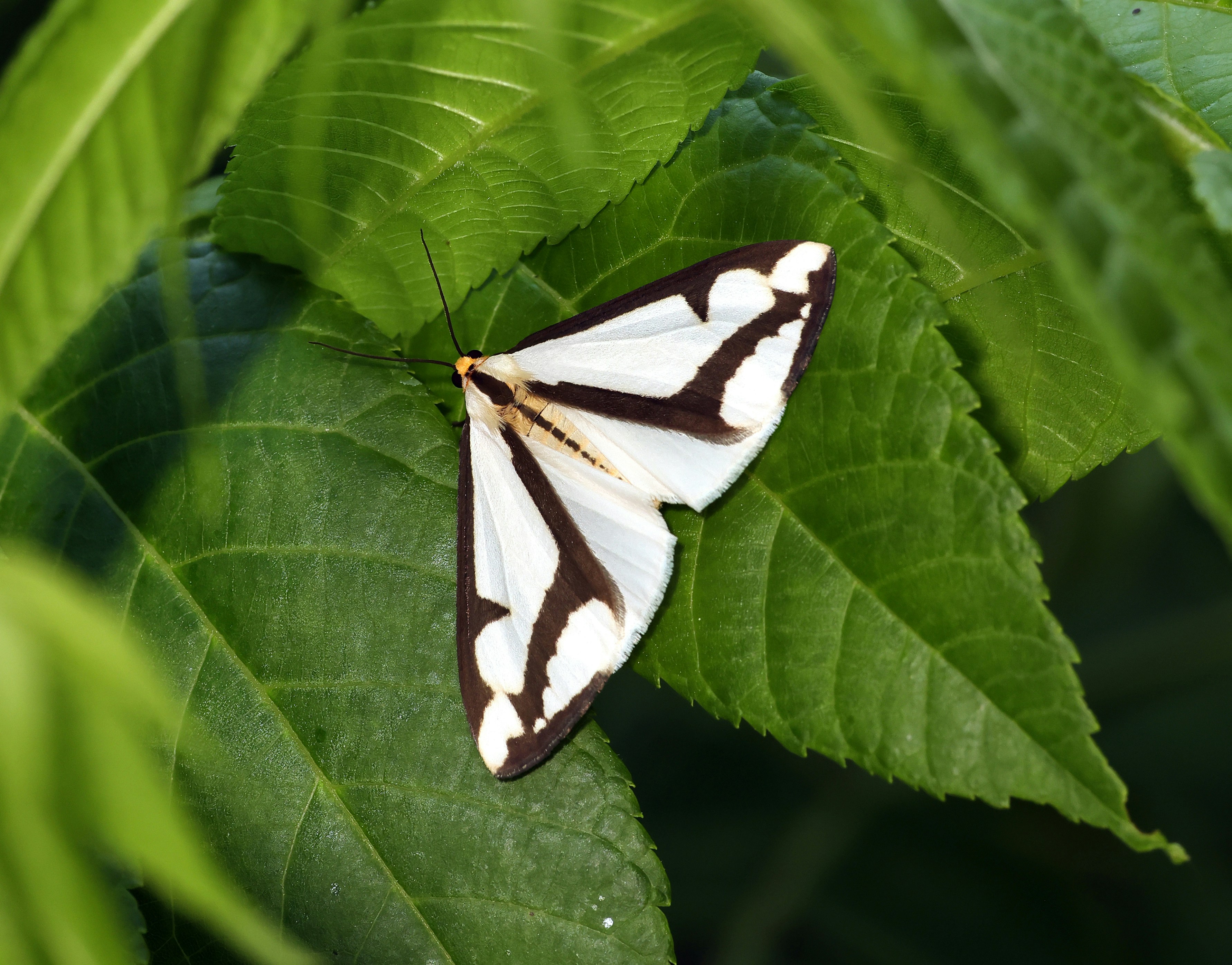 White Moth on Verdant Backdrop: A Sharp Portrait in Leafy Silence