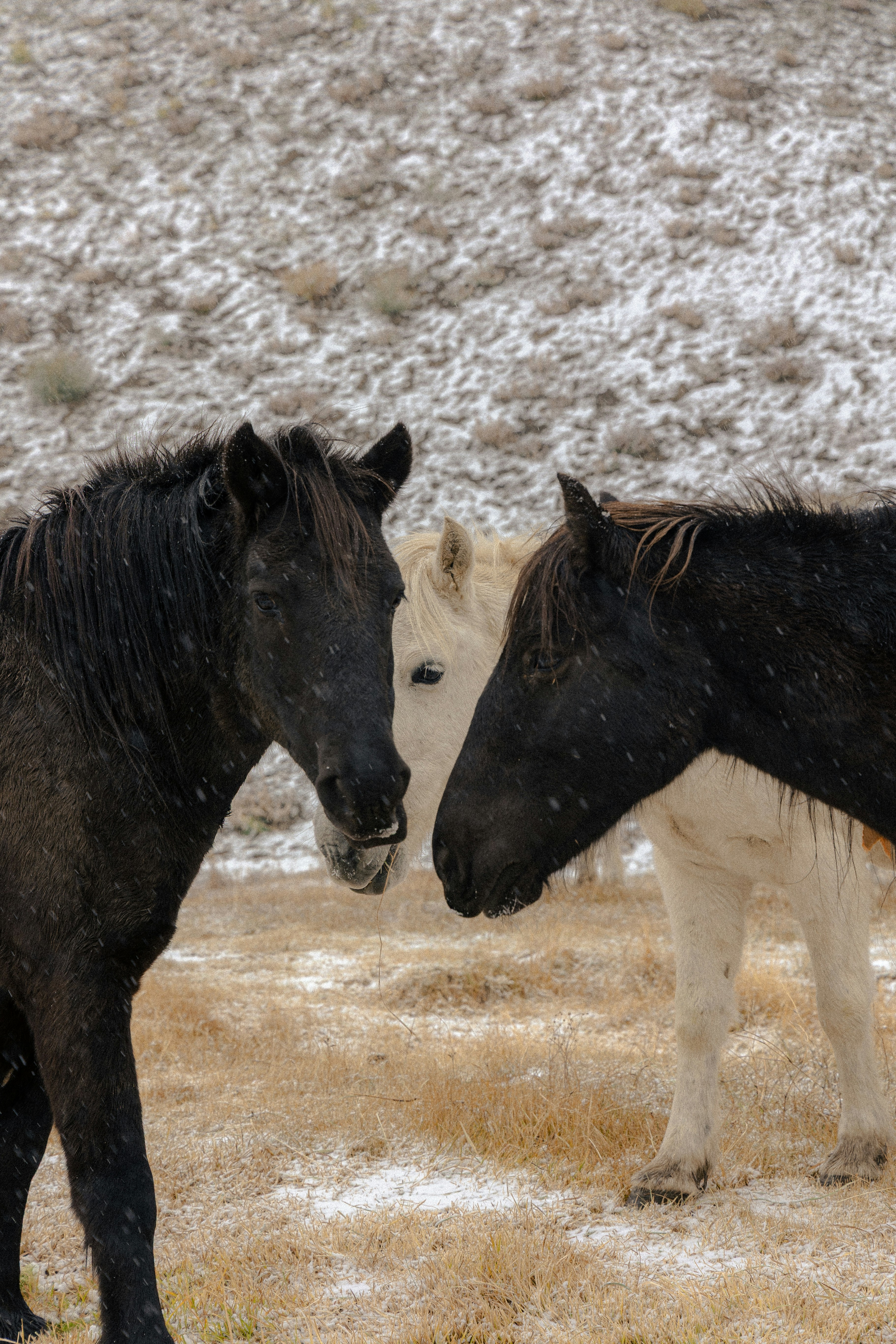 Horses in Winter: A Quiet Convergence of Dark and Light