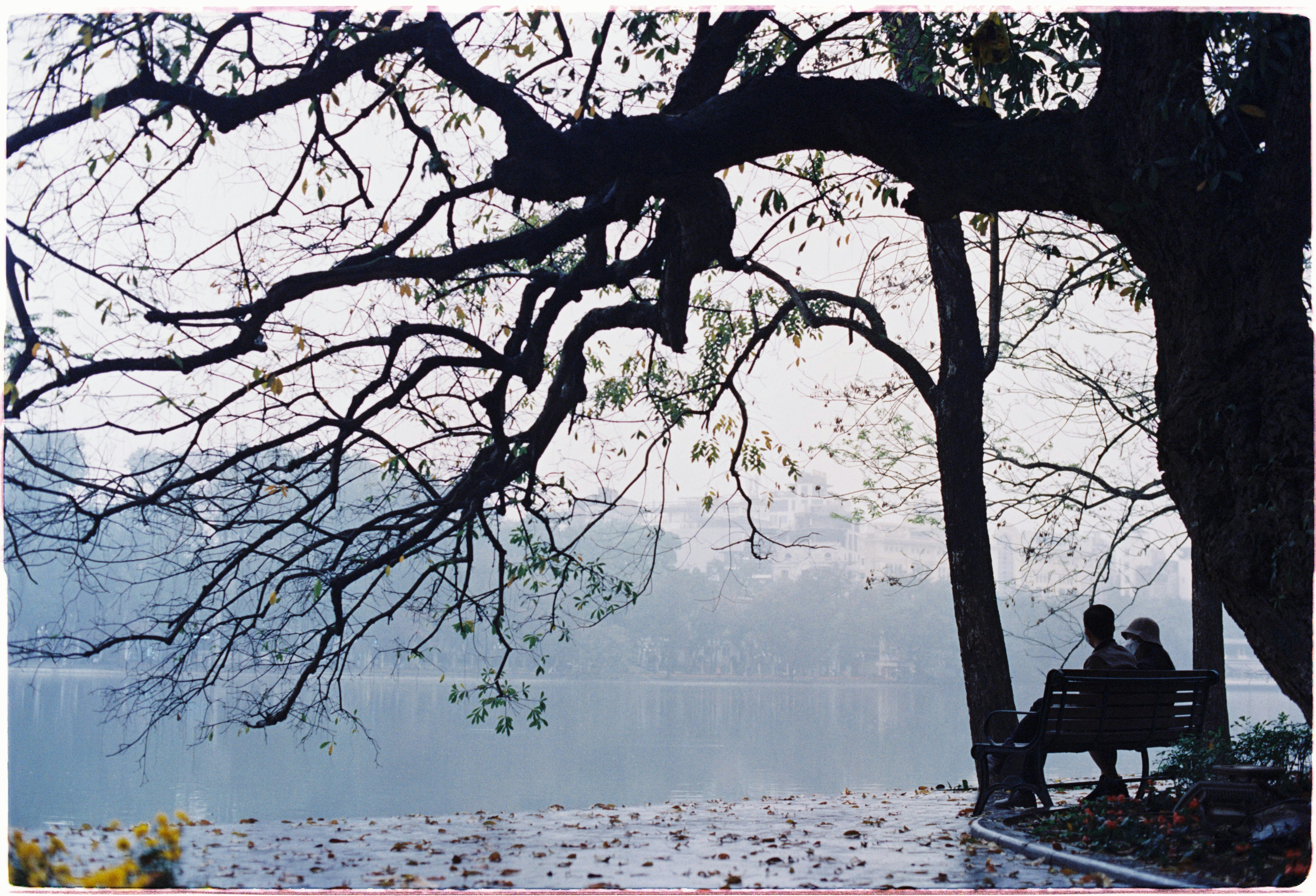 Quiet Shoreline Bond: A Couple on the Park Bench Beneath Resting Branches