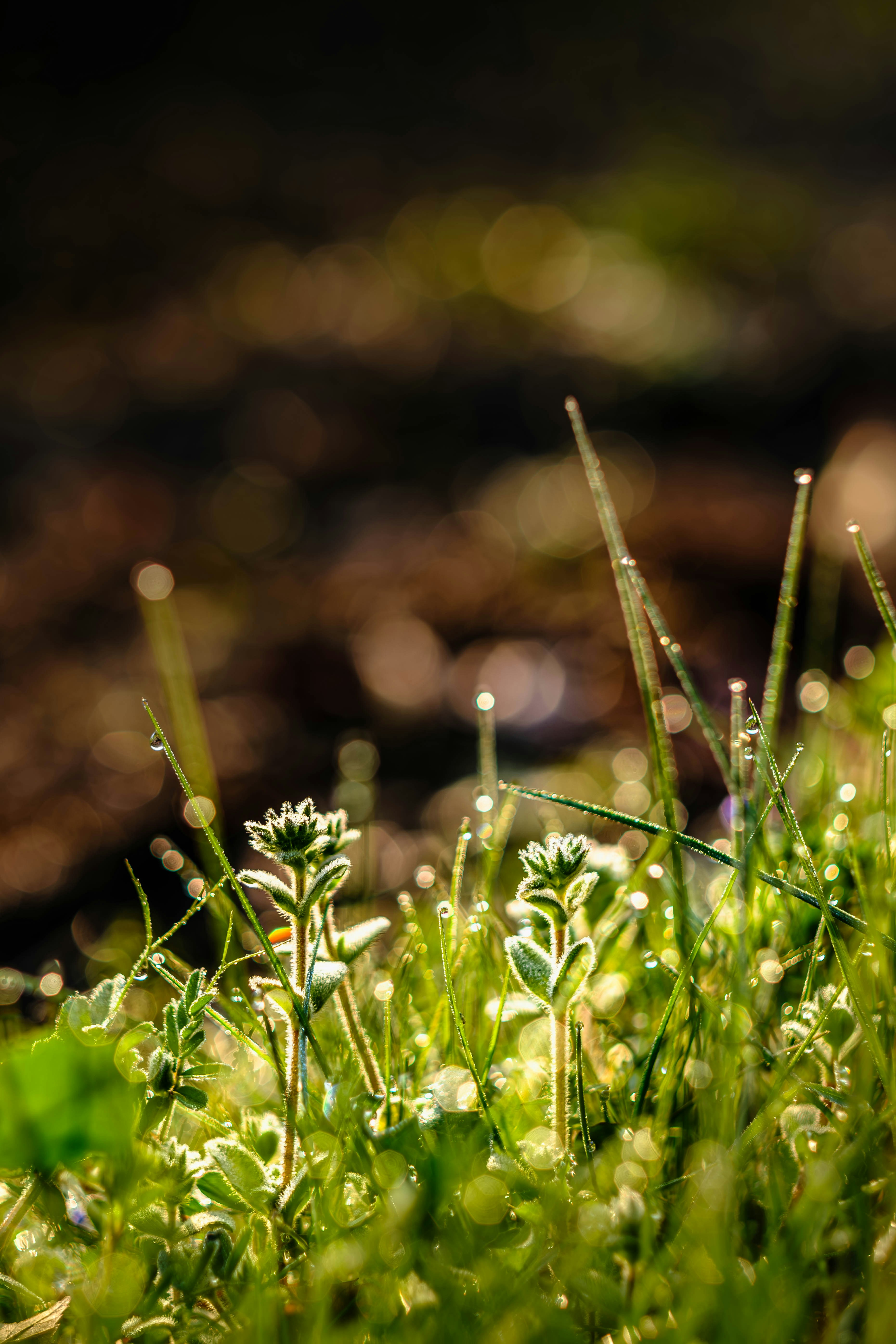 Dew-kissed blades catching morning light in a quiet meadow